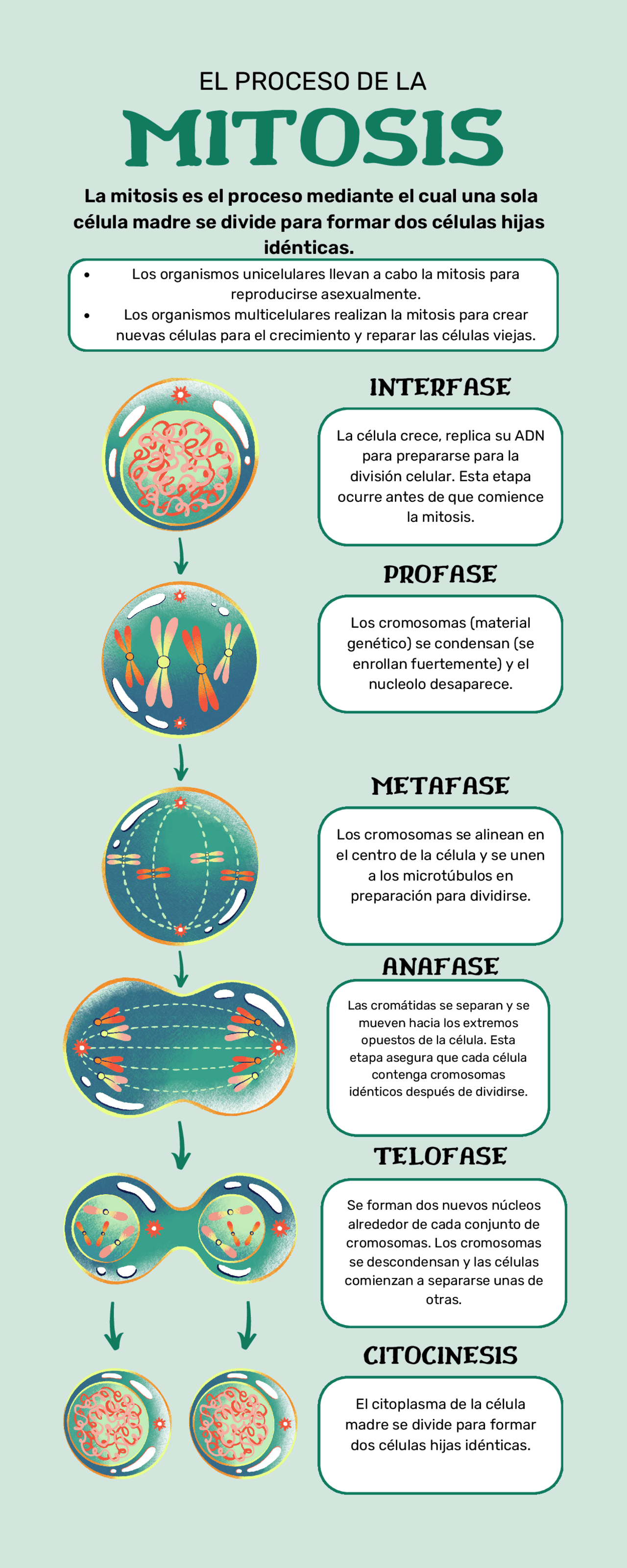 Infografia de mitosis y sus definiciones | Guías, Proyectos ...