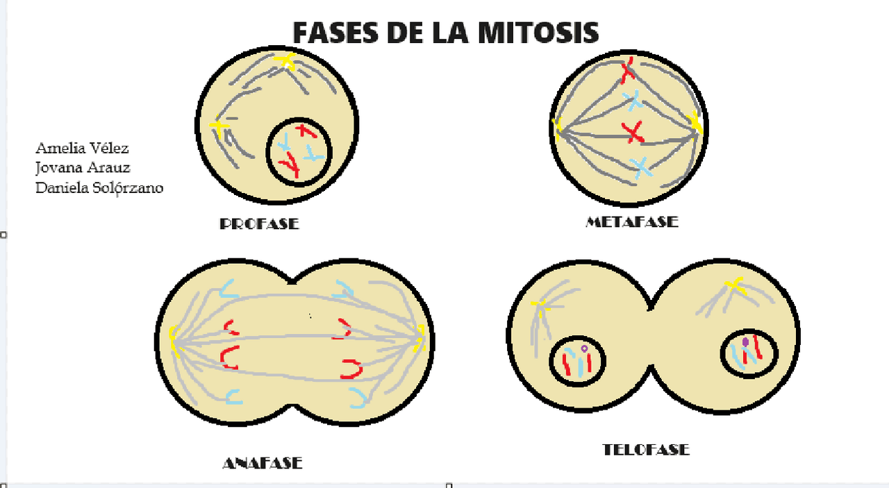 Dibujo de la mitosis: La mitosis es un proceso de división celular que ...