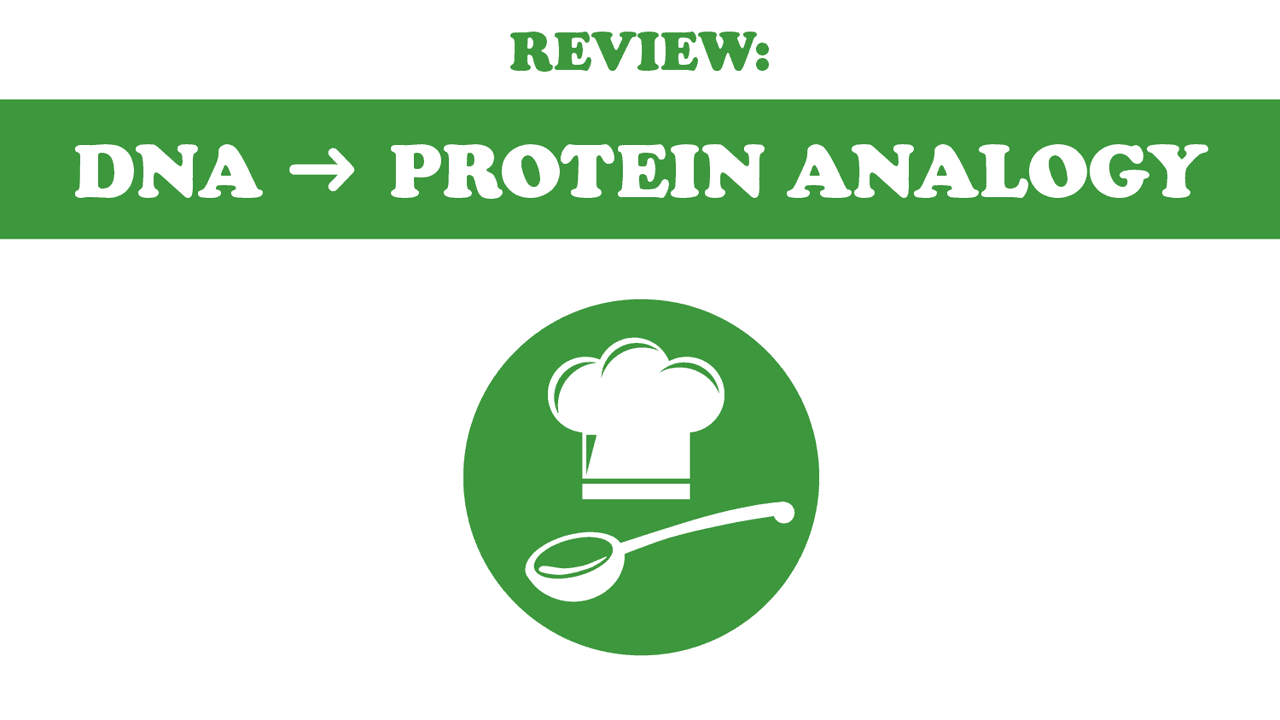 DNA Replication and Protein Synthesis: A Cookbook Analogy - Prof. Sare ...