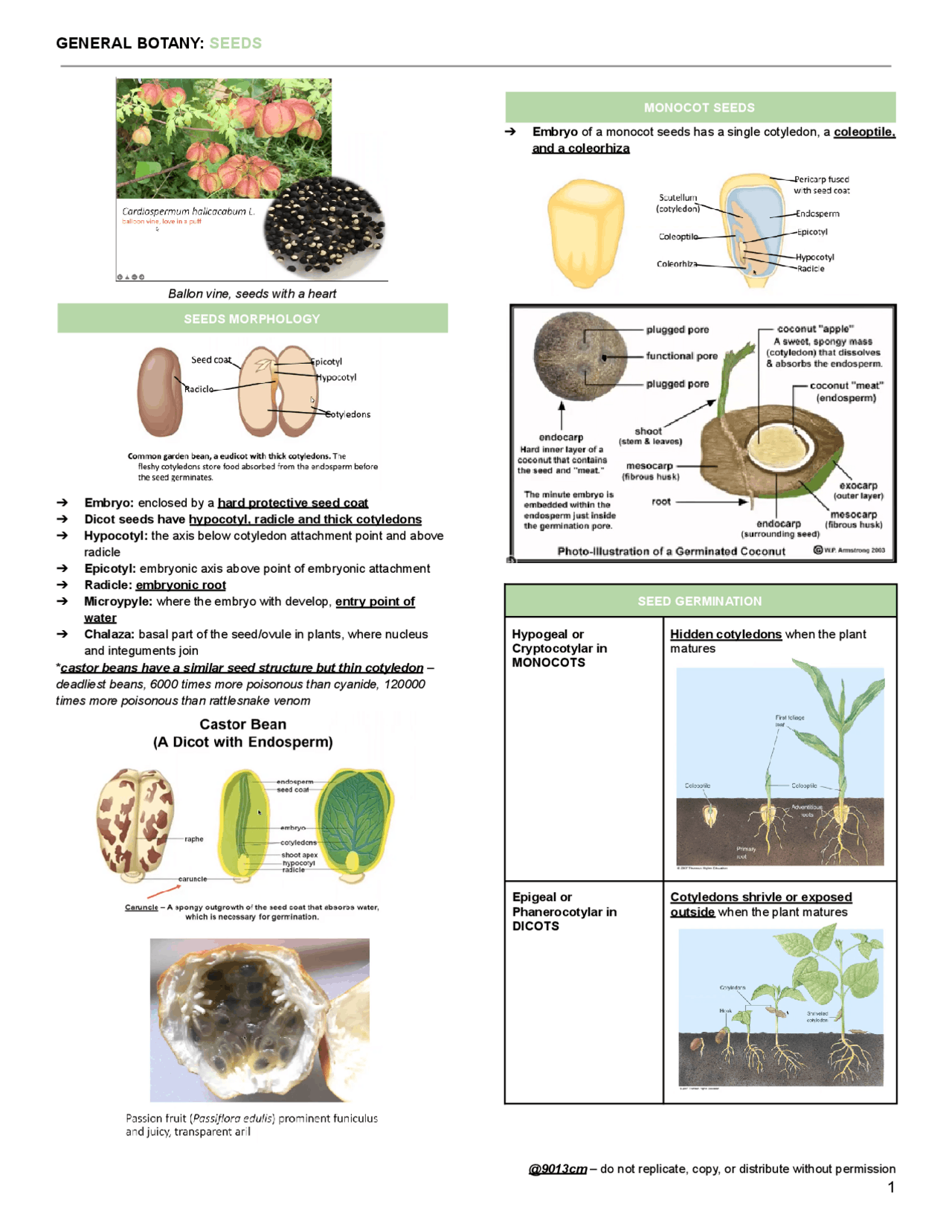 General Botany: Seeds Morphology and Germination | Lecture notes ...