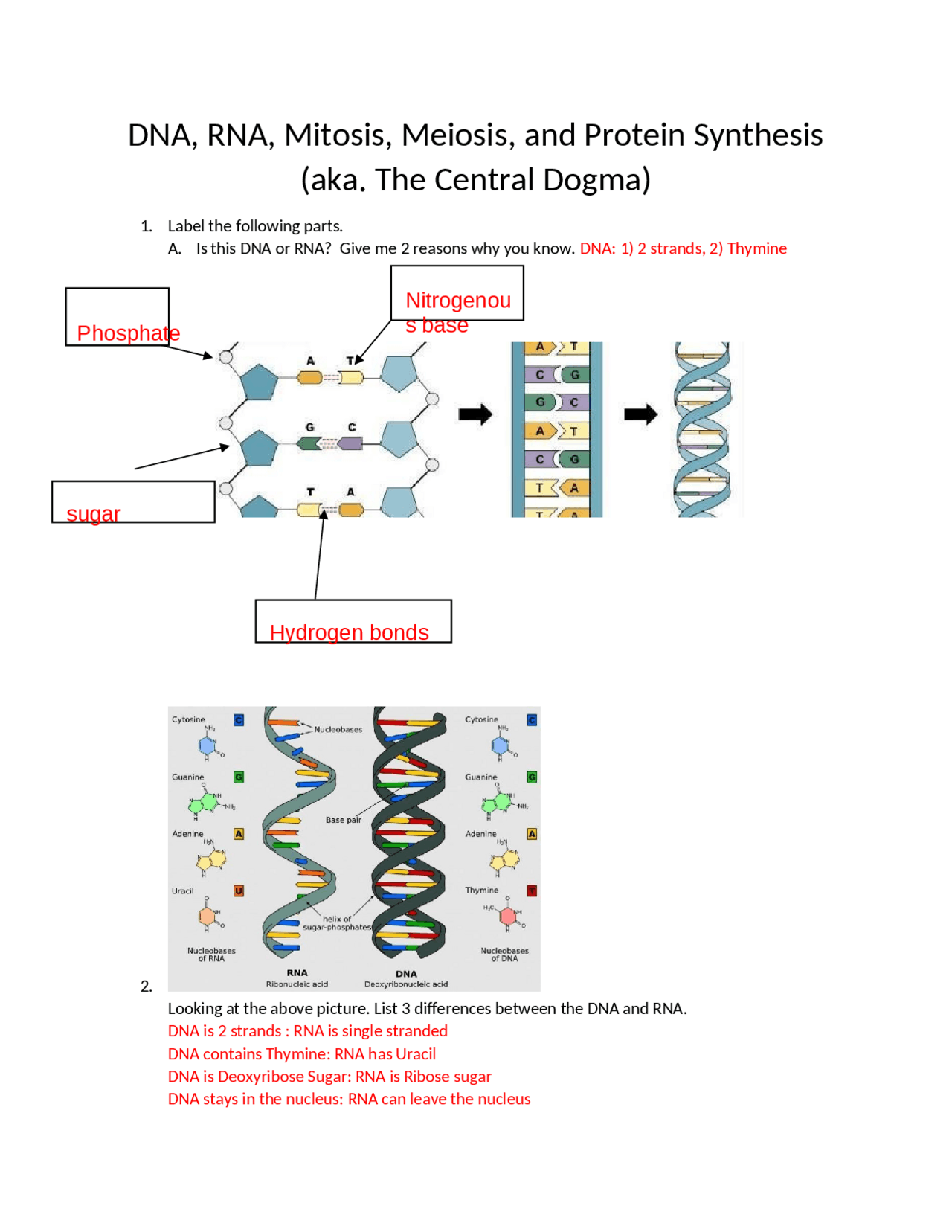 Central Dogma: DNA, RNA, Mitosis, Meiosis, and Protein Synthesis ...