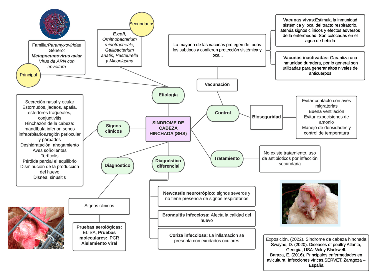 Mapa conceptual sindrome de cabeza hinchada | Esquemas y mapas conceptuales de Patología | Docsity