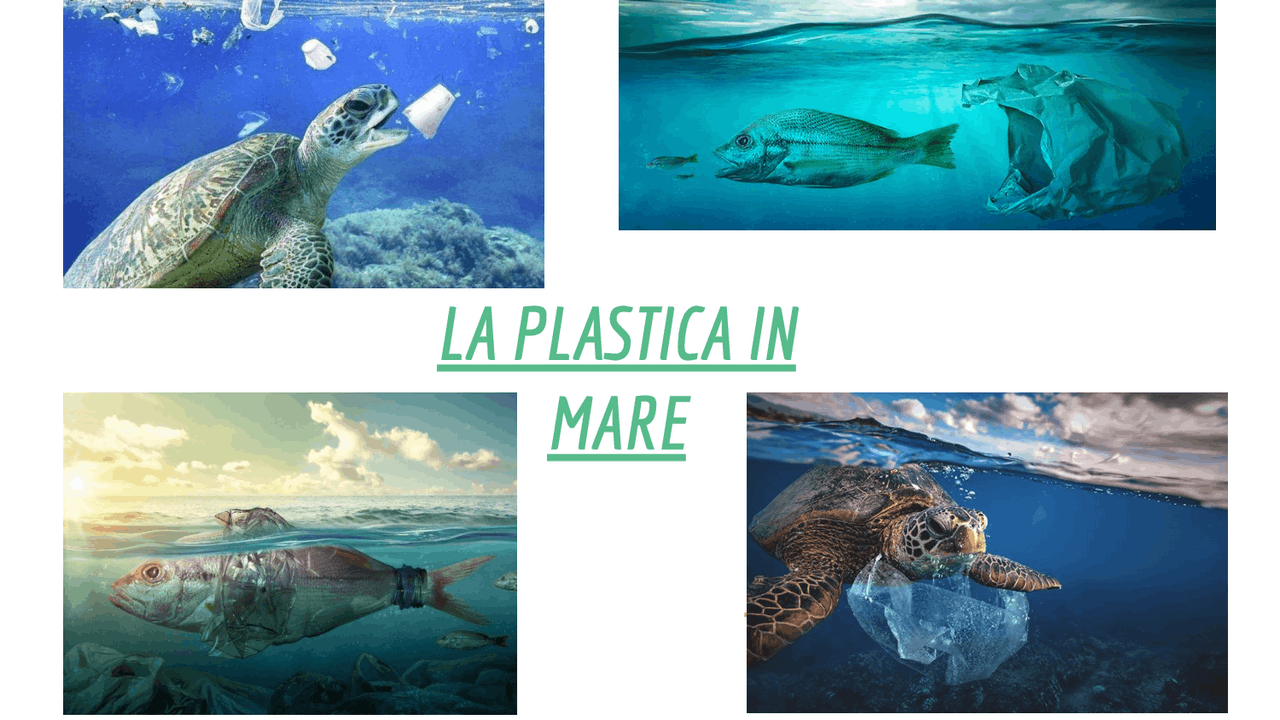 In allegato una piccola presentazione sull’argomento della plastica e inquinamento mare ...