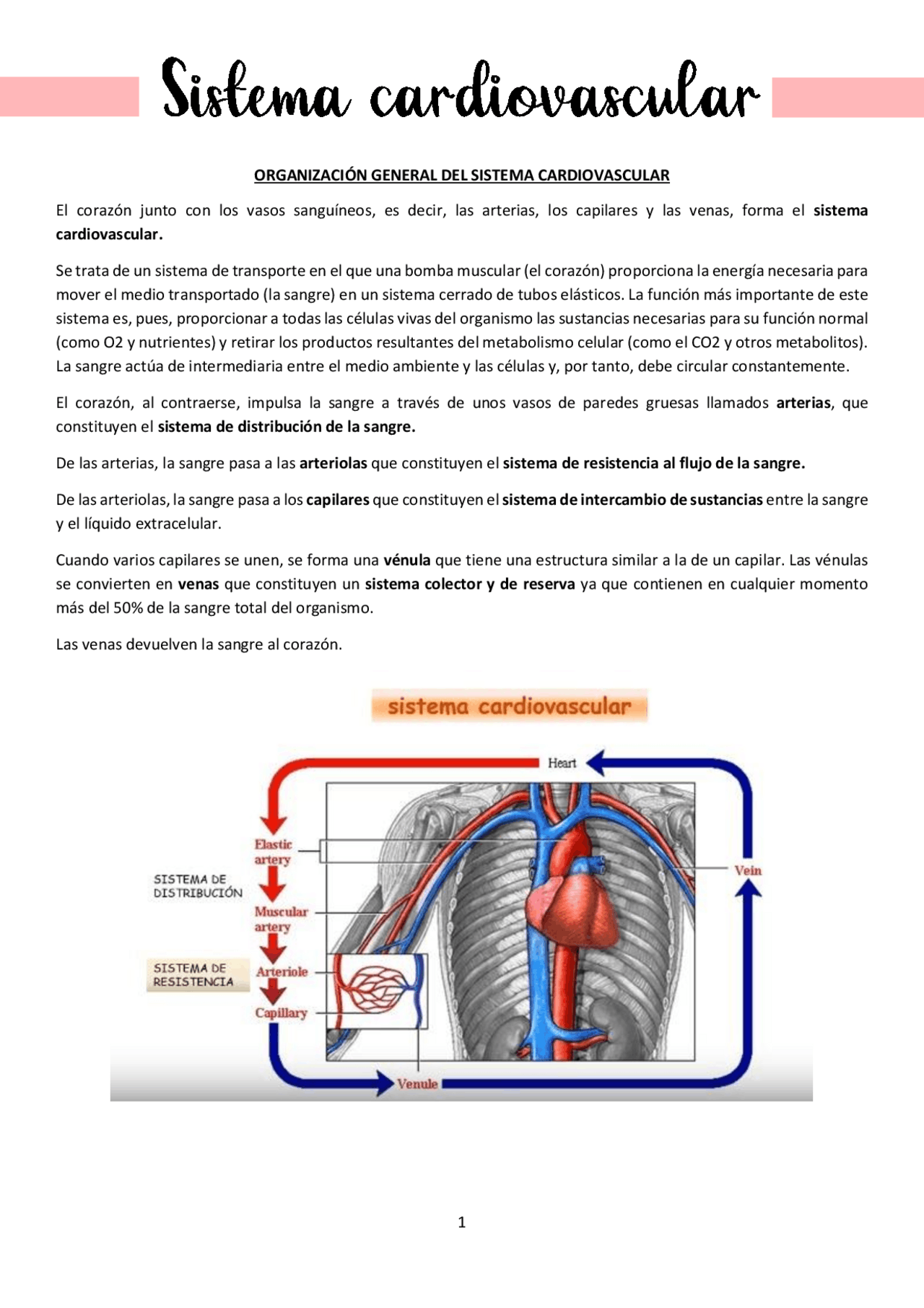 SISTEMA CARDIOVASCULAR-CORAZÒN | Resúmenes de Anatomía | Docsity