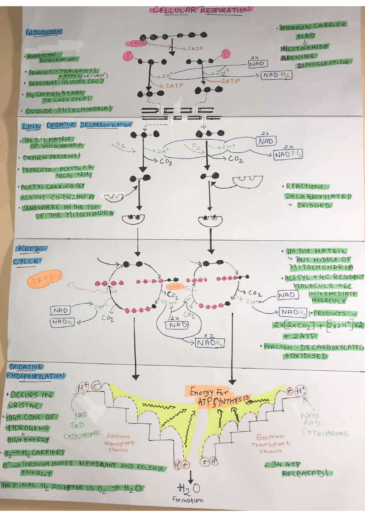 IB Biology 2023-24 Cellular Respiration Mind Map | Schemes and Mind ...