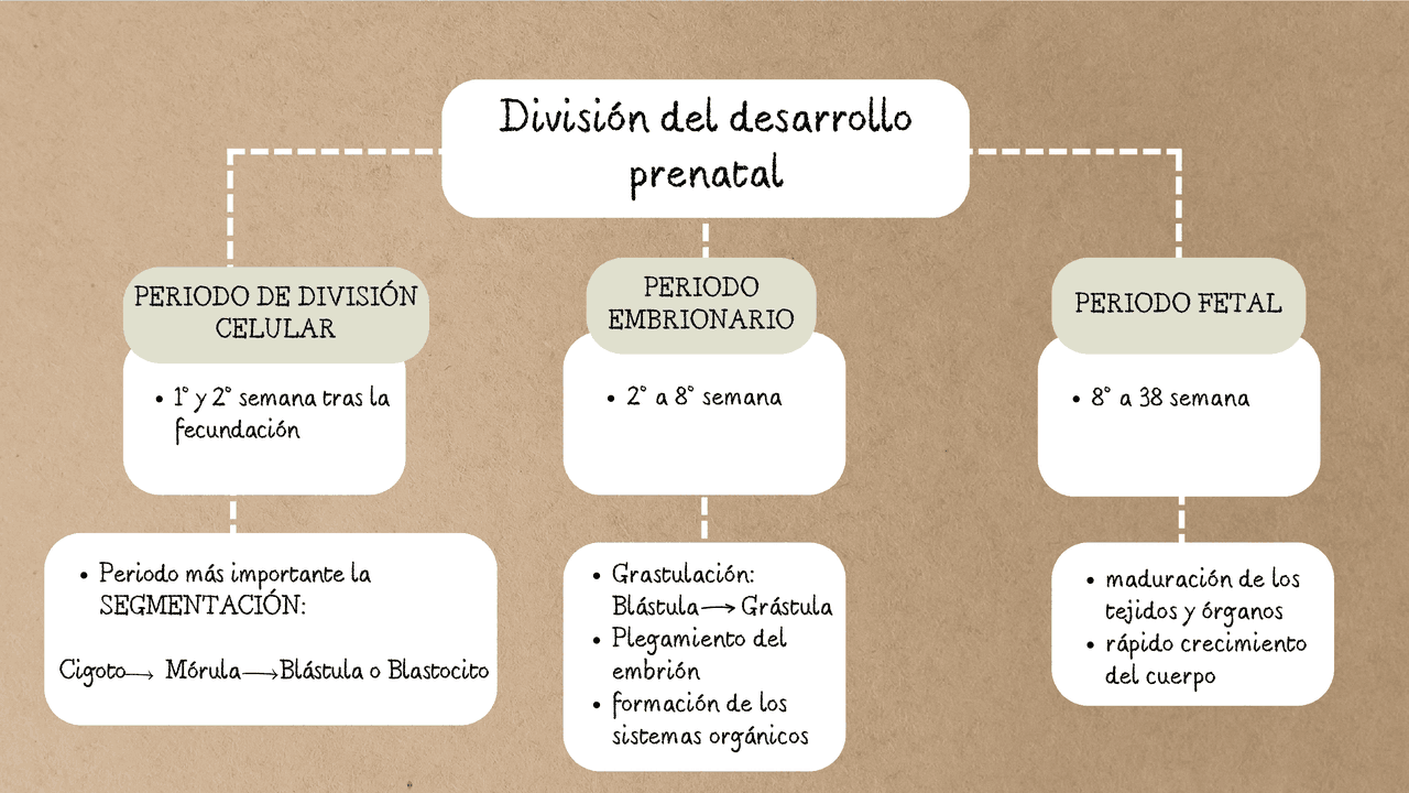 FASES DEL DESARROLLO PRENATAL | Esquemas y mapas conceptuales de ...