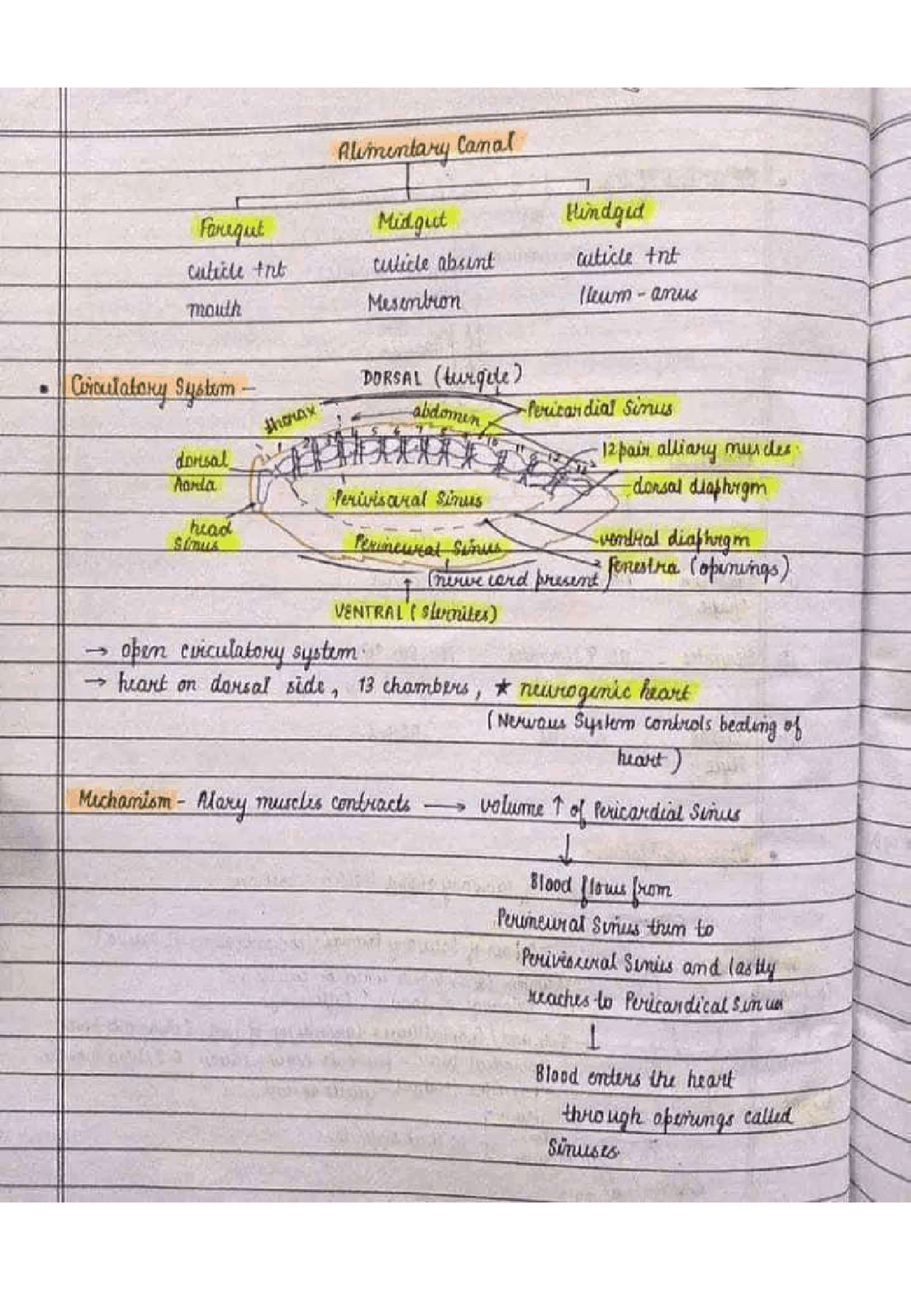 cockroach morphology | Study Guides, Projects, Research Chemistry | Docsity