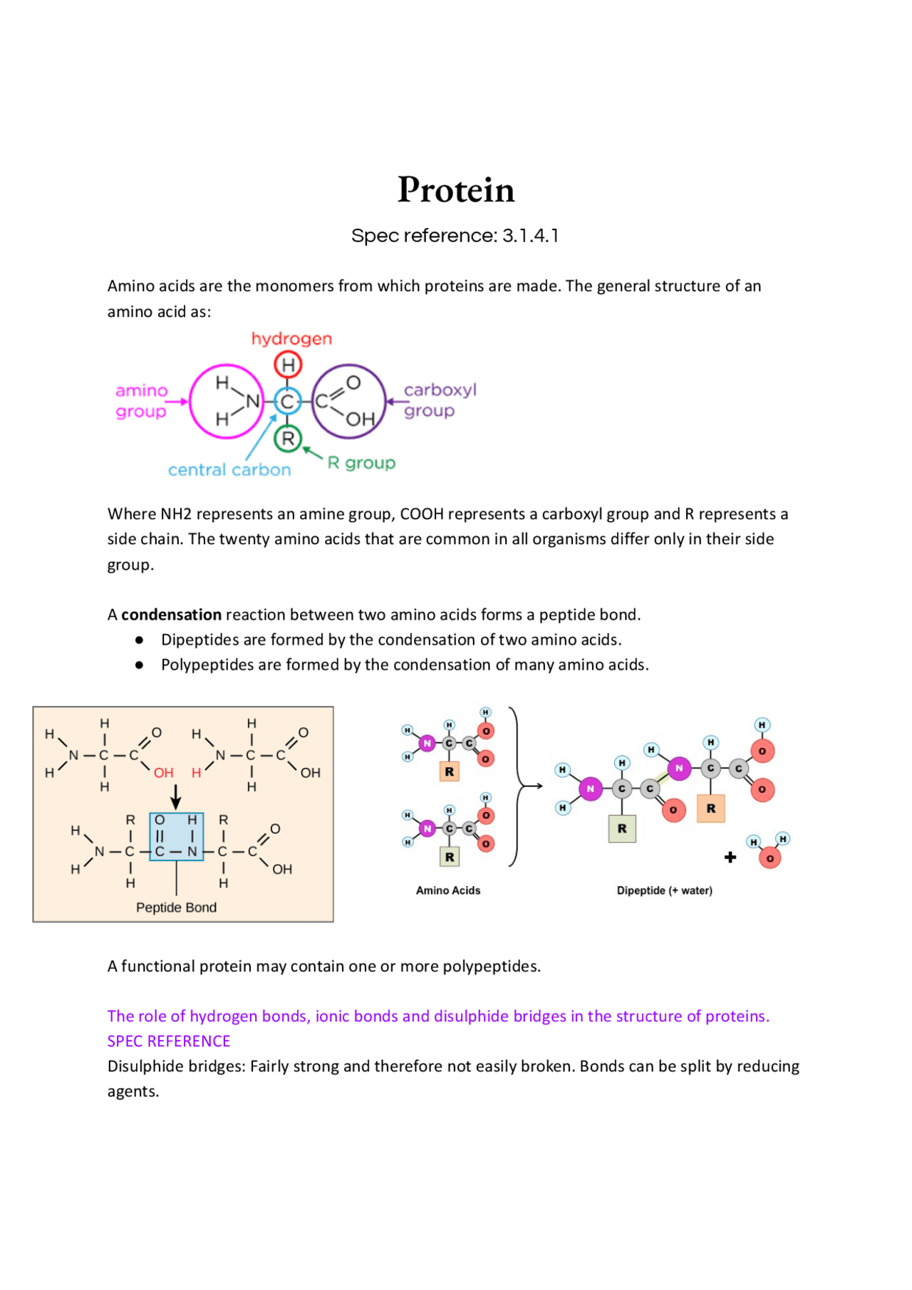 Class notes on proteins | Study notes Biology | Docsity