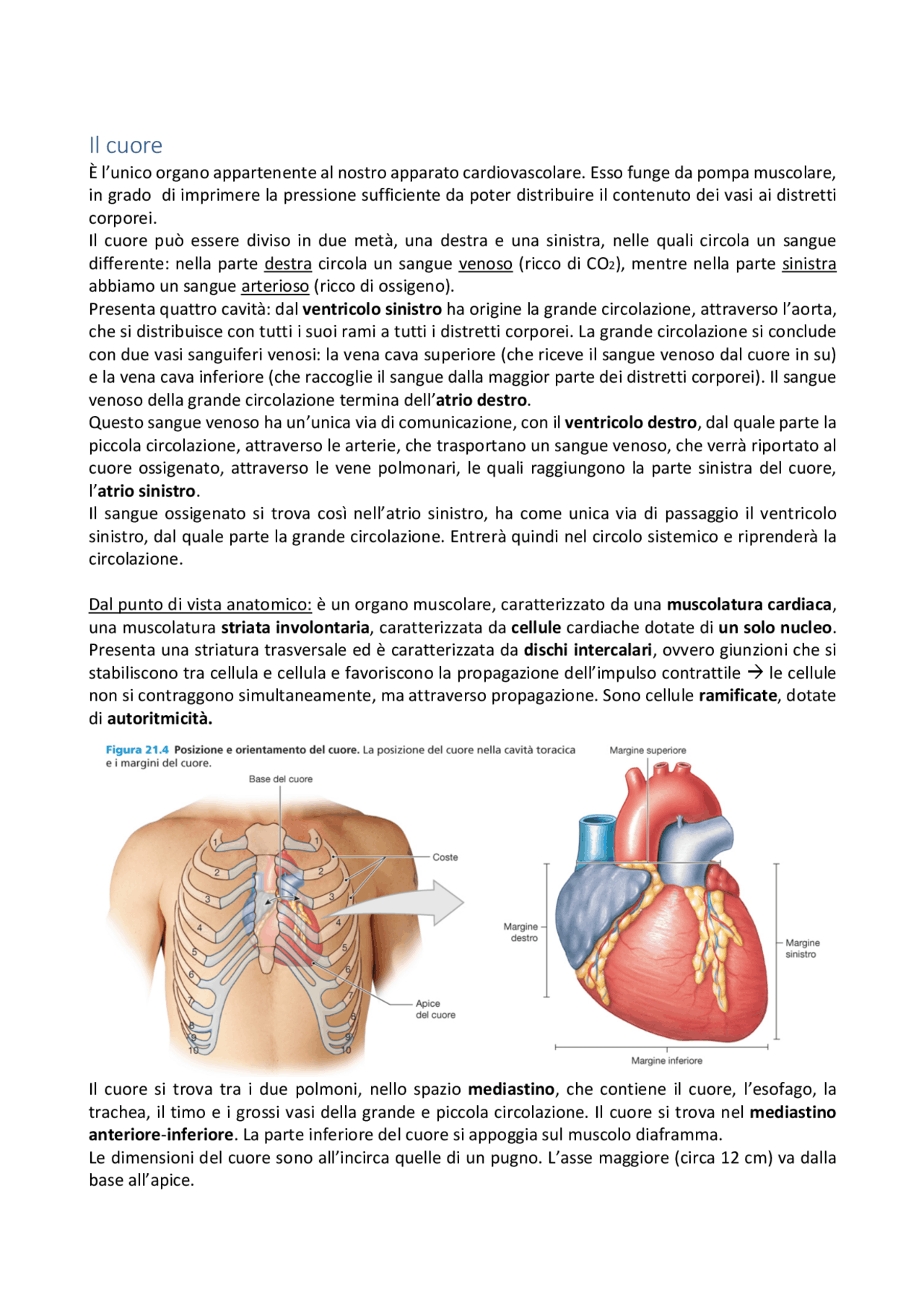 Anatomia Del Cuore Anteriore Attività Motorie