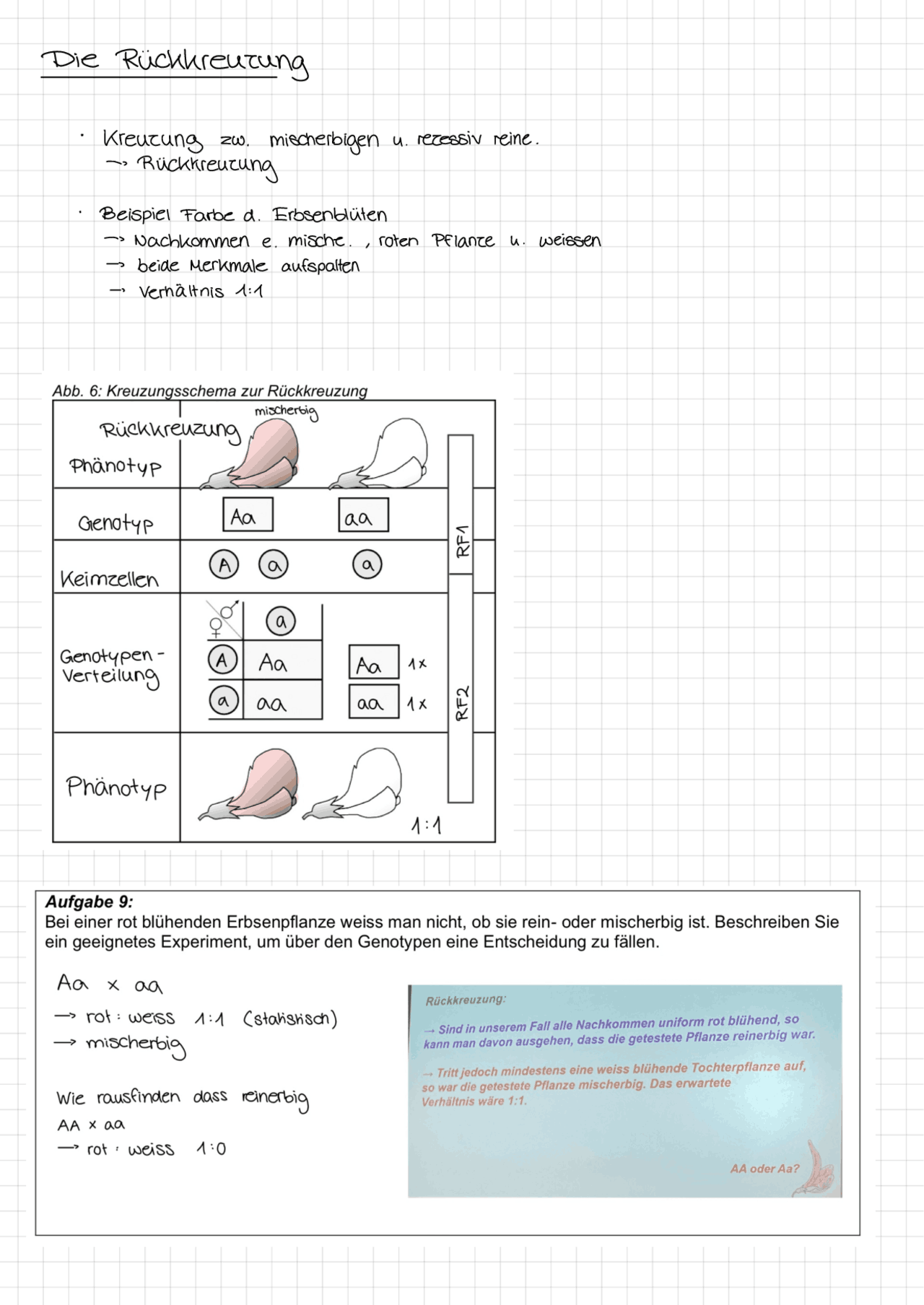 Genetics, DNA, Replication | Schemes and Mind Maps Biology | Docsity