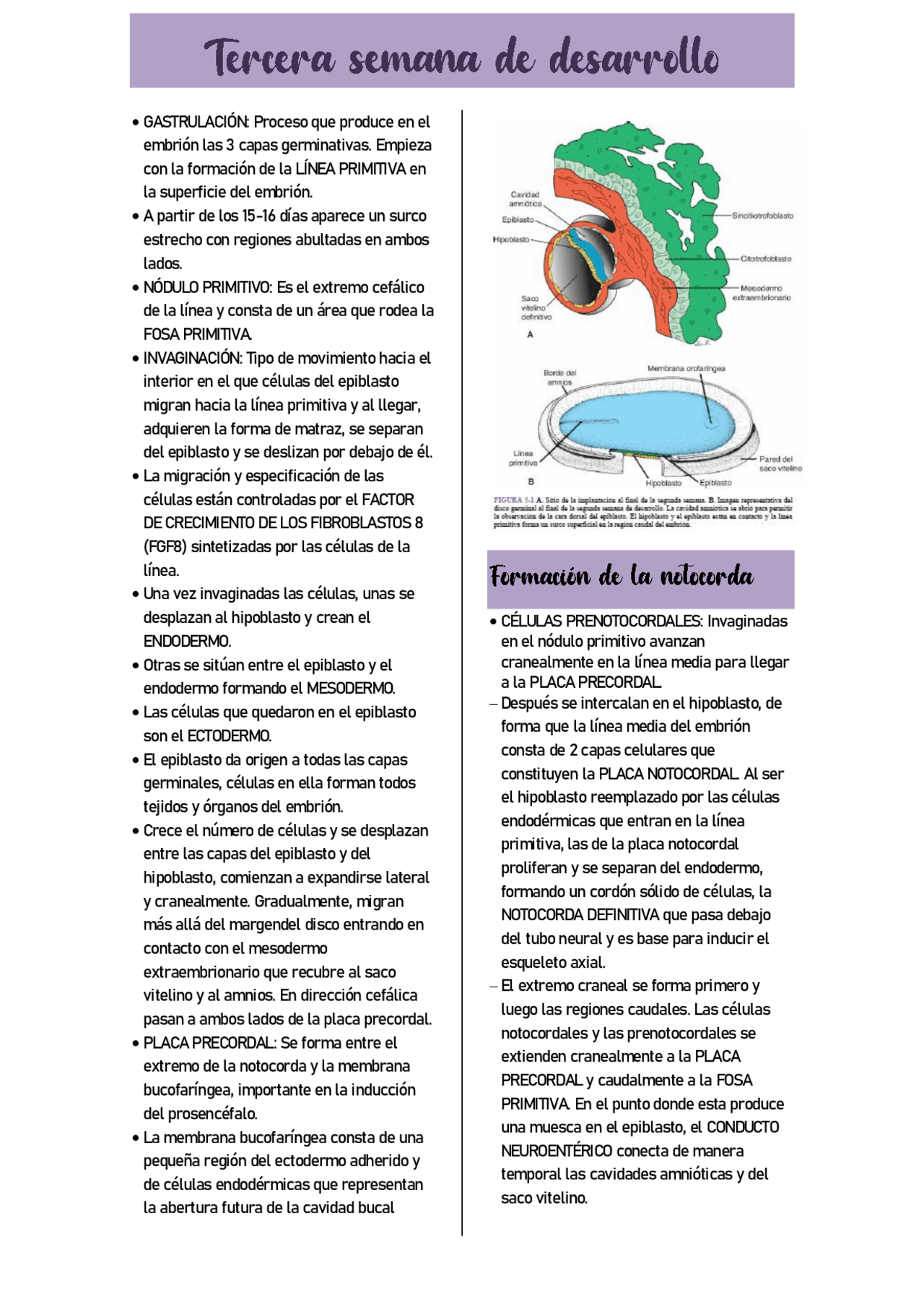 Formación de estructuras en desarrollo embrionario: Línea primitiva ...
