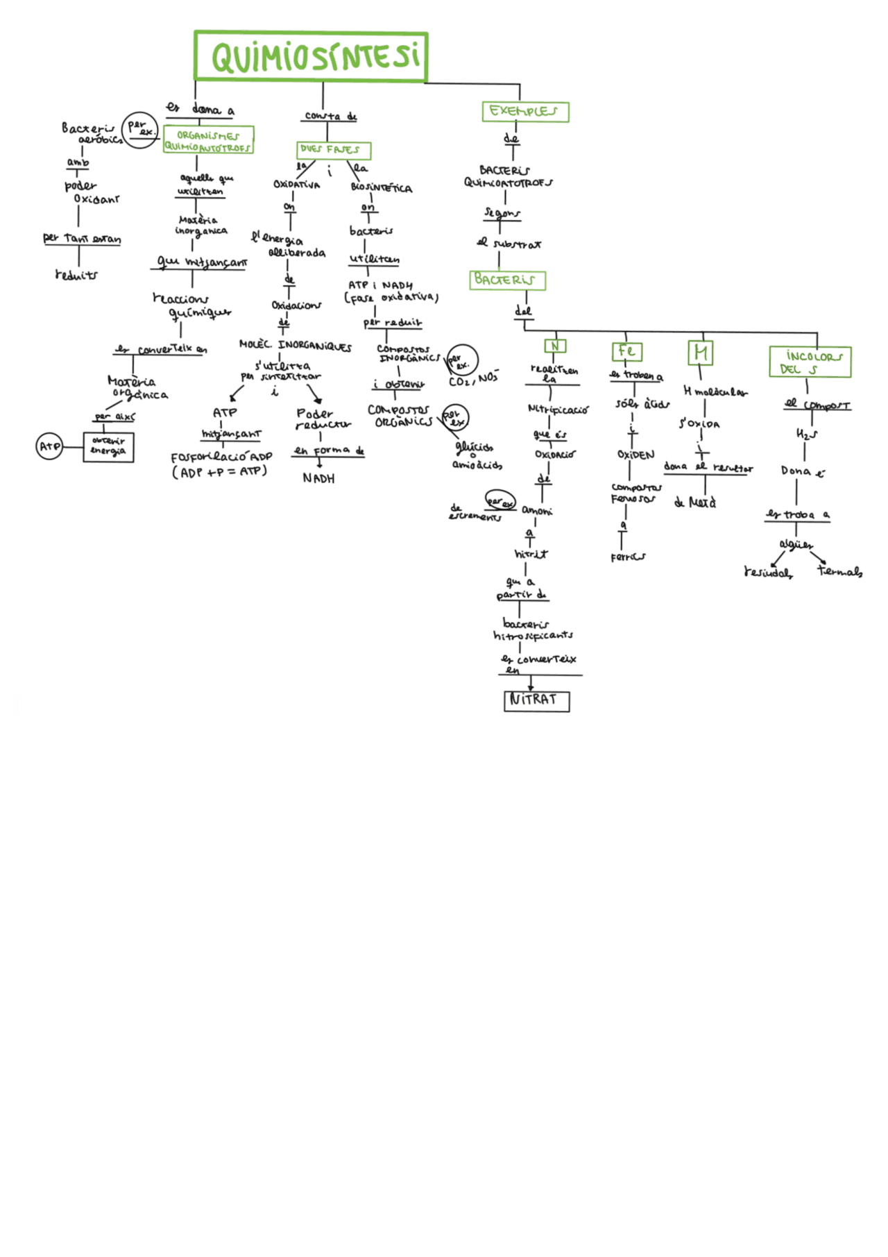 Esquema quimiosintesis segon de bachillerat | Esquemas y mapas ...