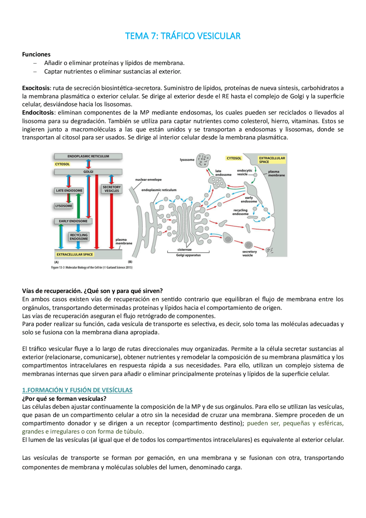 Tráfico Vesicular: Función y Mechanismos de Transporte de Membranas y ...