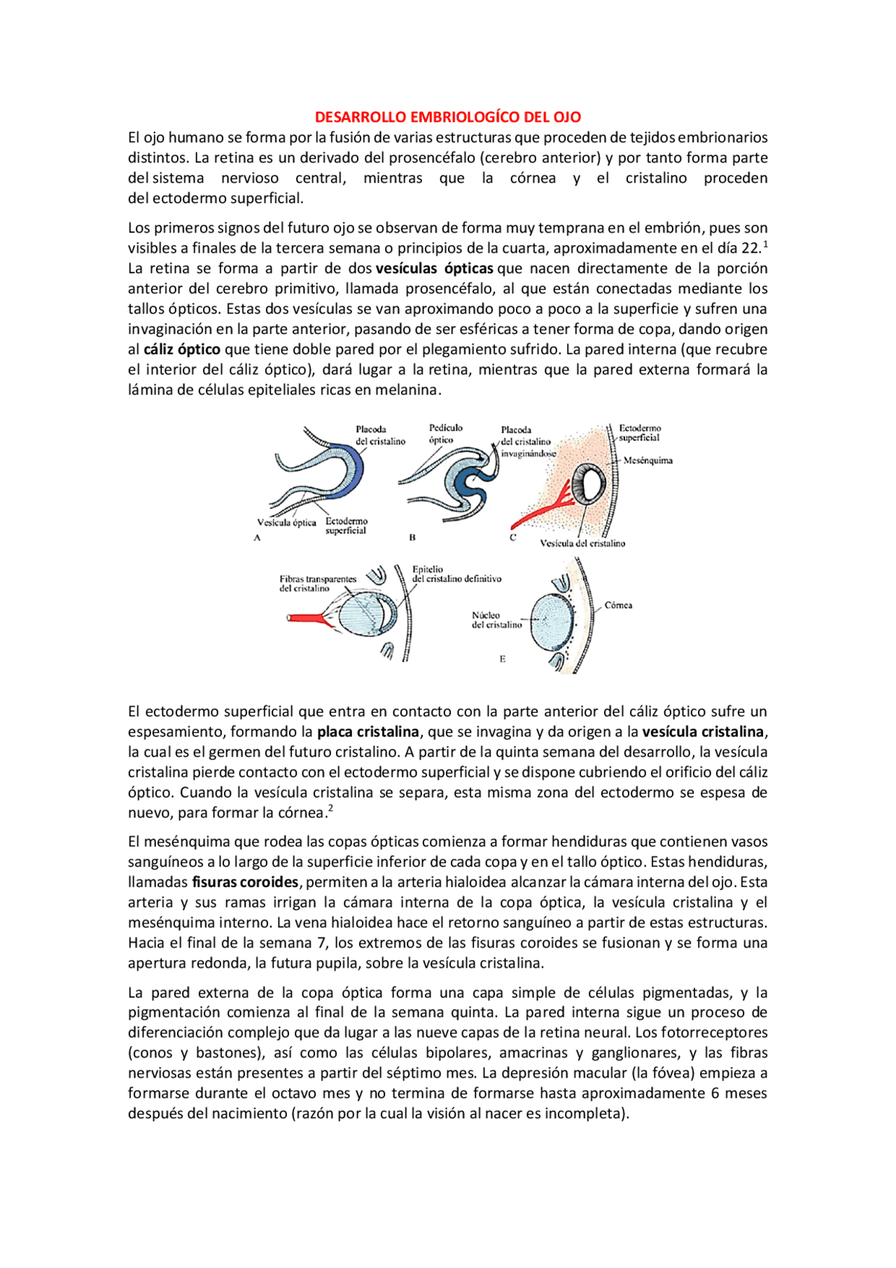 DESARROLLO EMBRIOLOGICO DEL OJO | Transcripciones de Embriología | Docsity