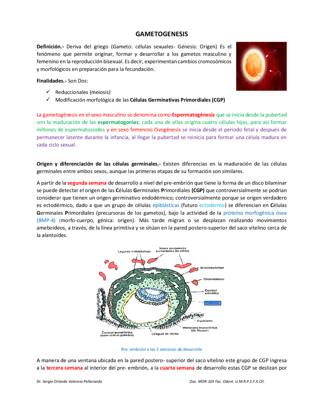 LA GAMETOGENESIS HUMANA | Transcripciones de Embriología | Docsity