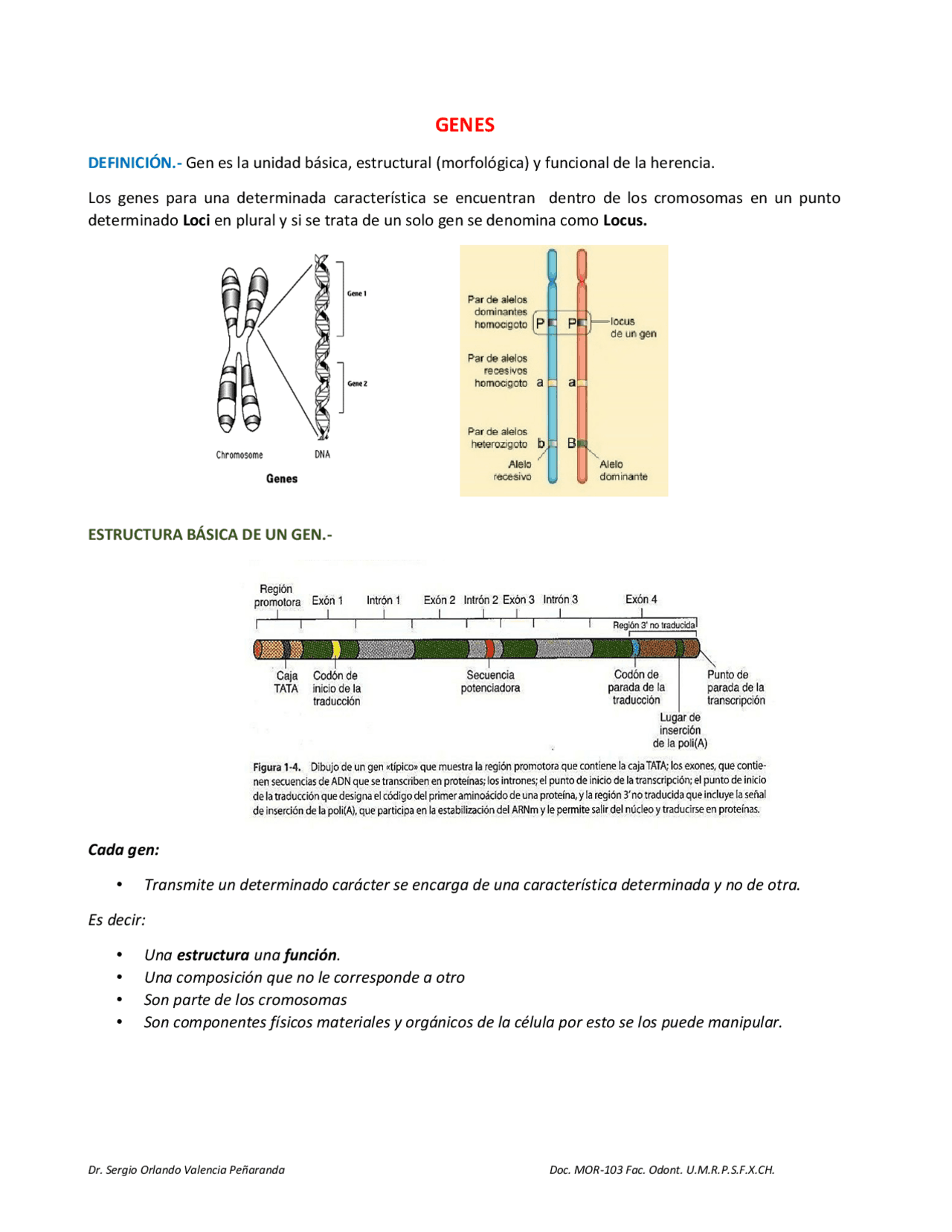 Genes: definición, estructura y función | Transcripciones de ...