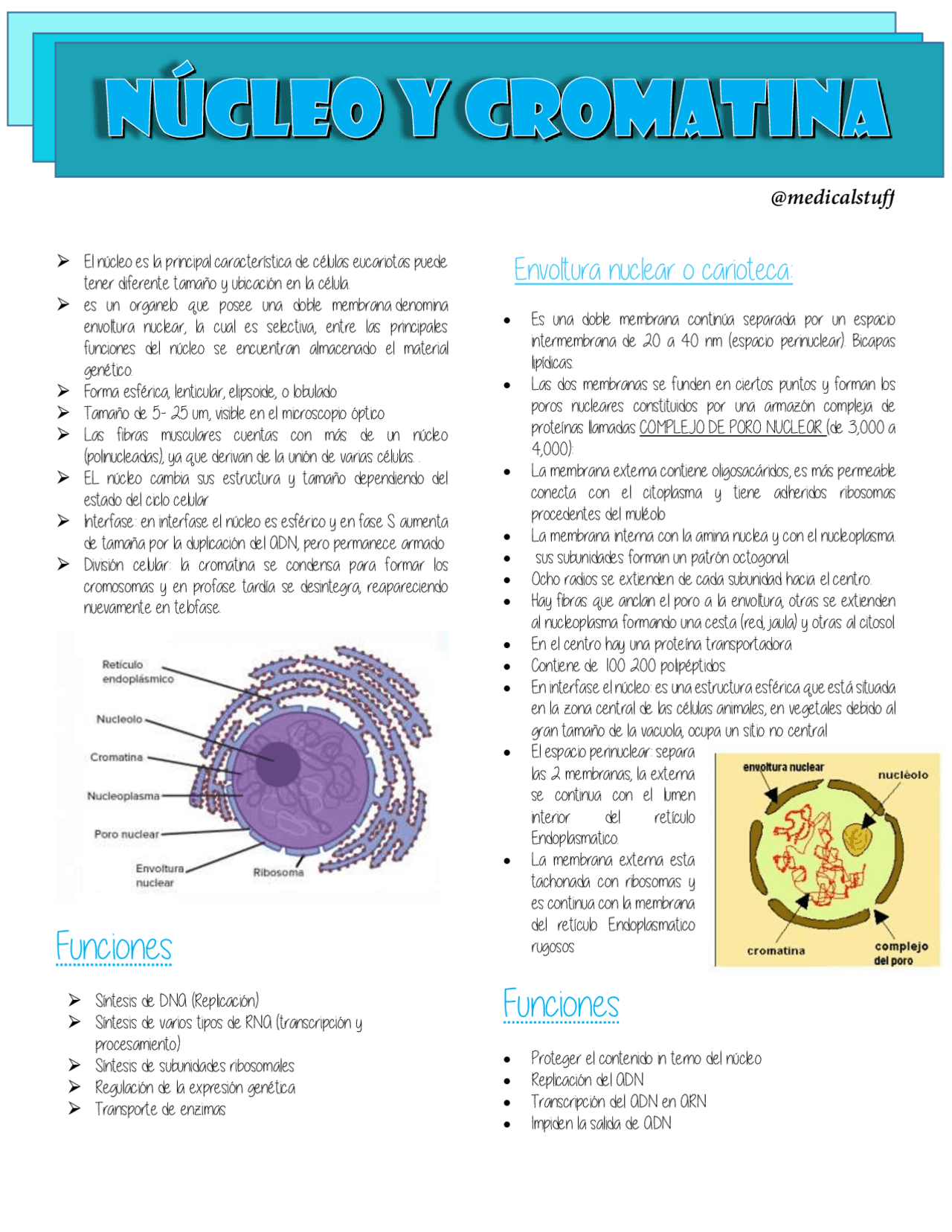 Nucleoplasma Que Es Qué Es El NUCLEOPLASMA Y Su Función Resumen