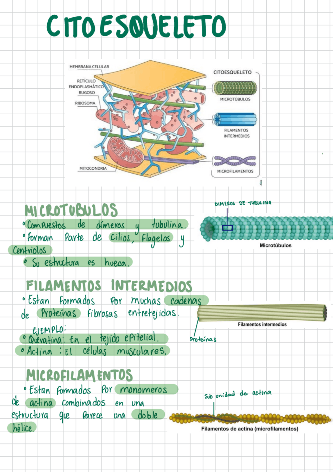 Diagrama Del Citoesqueleto