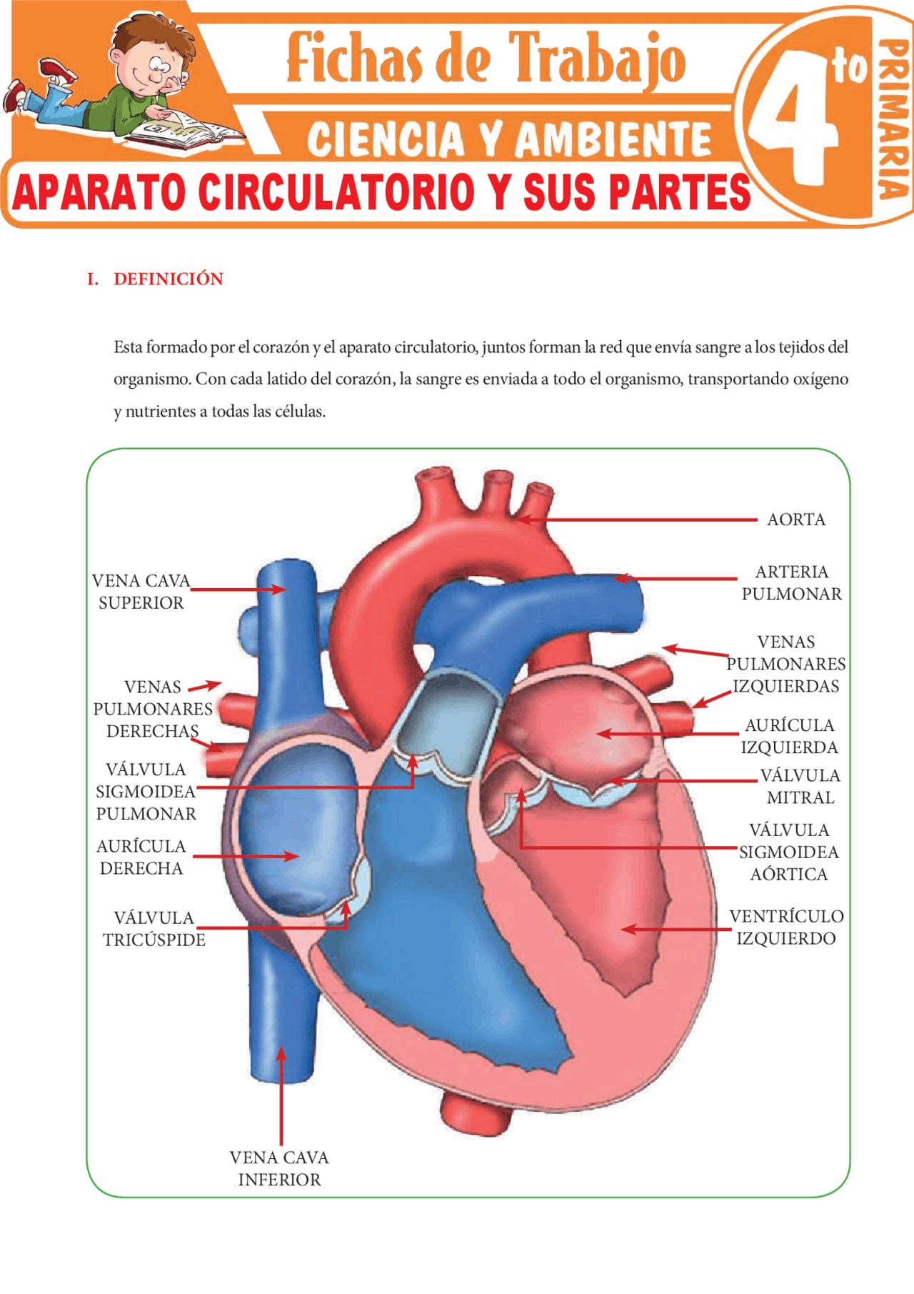 Ficha De Trabajo De Las Partes Del Corazon