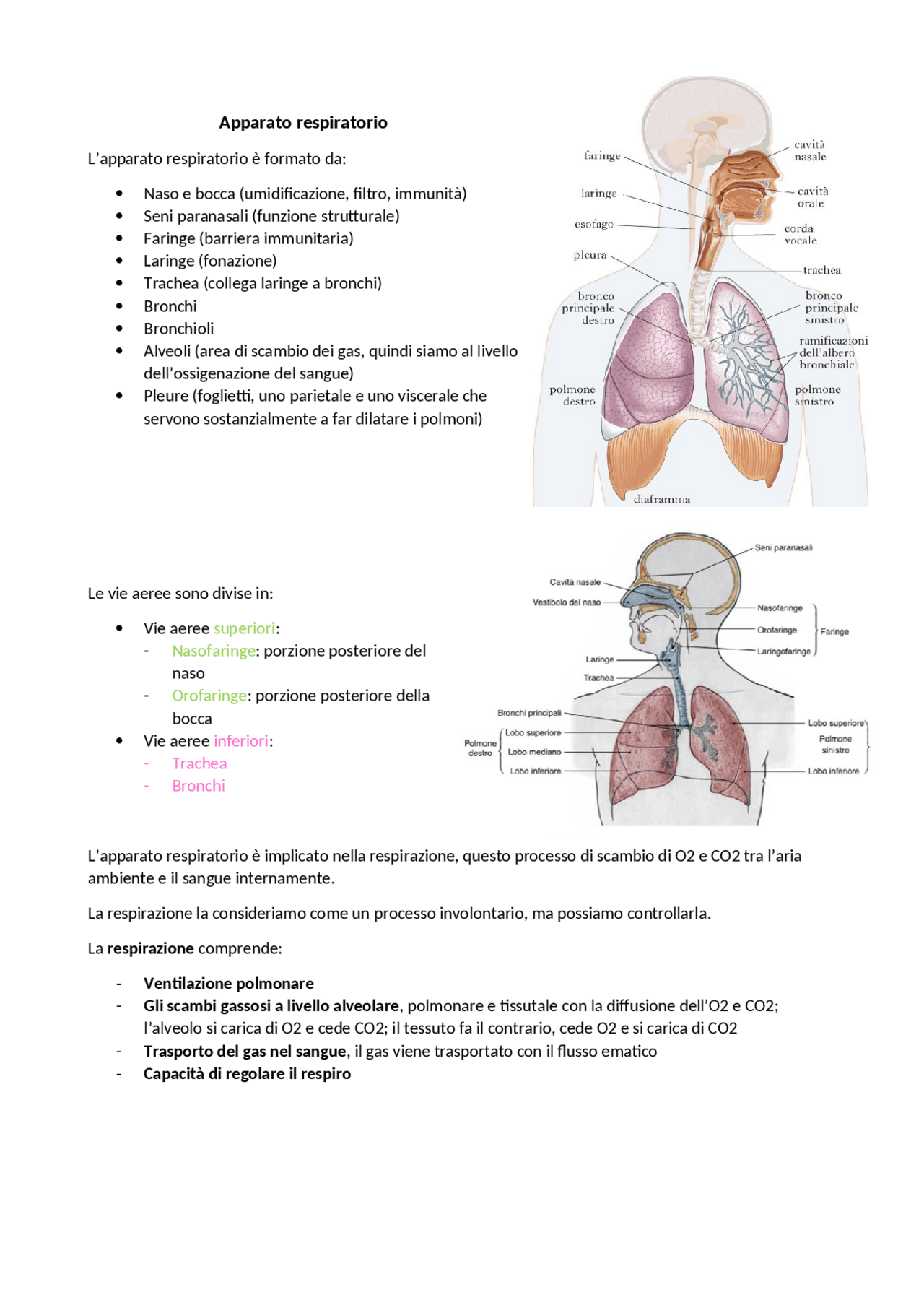Apparato Respiratorio: Anatomia e Funzionamento | Appunti di Fisiologia ...