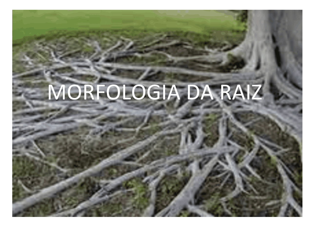 Morfologia da Raiz: Zonas, Funções e Classificação | Esquemas Biologia ...