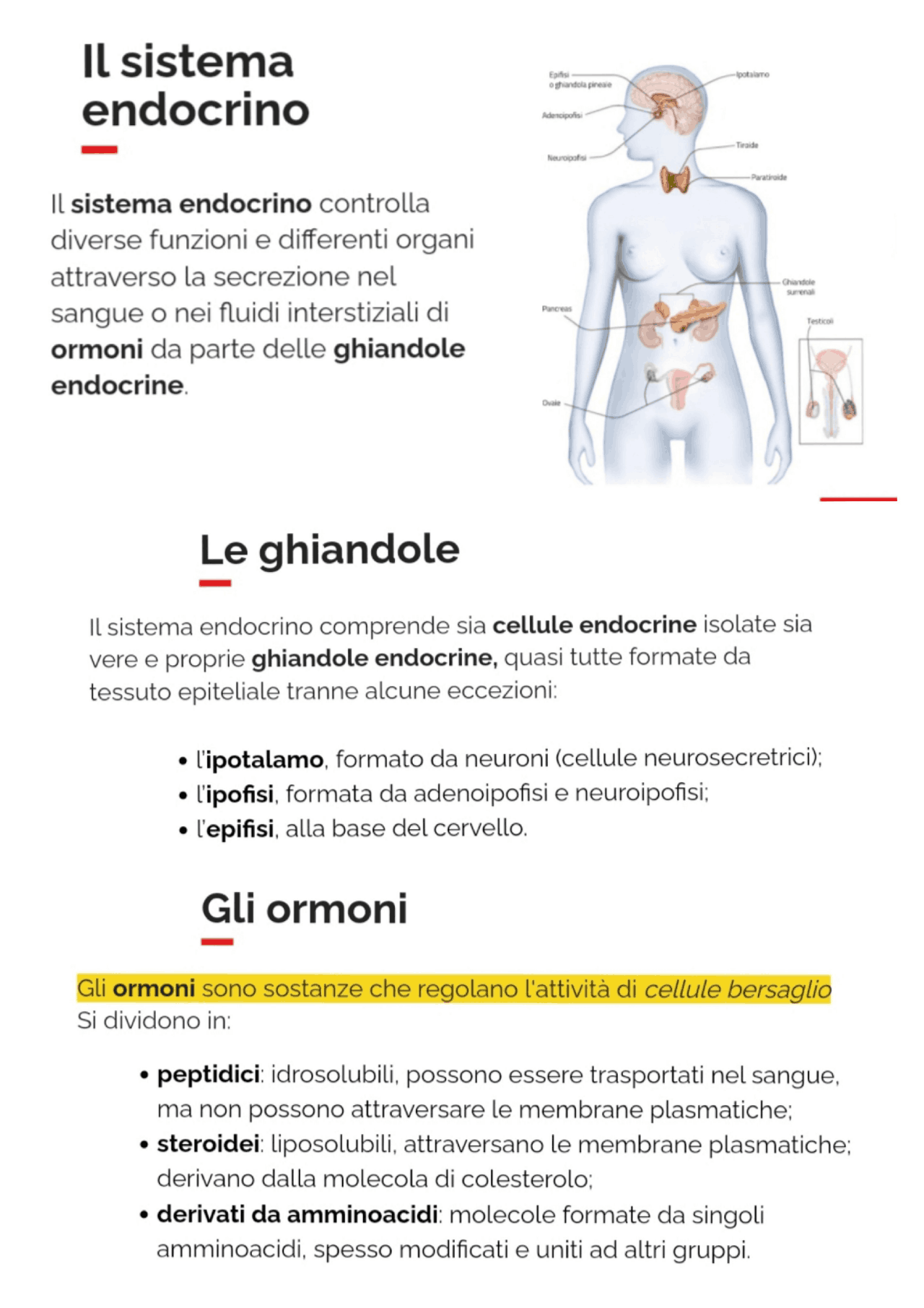 Anatomia sistema endocrino | Schemi e mappe concettuali di Anatomia ...