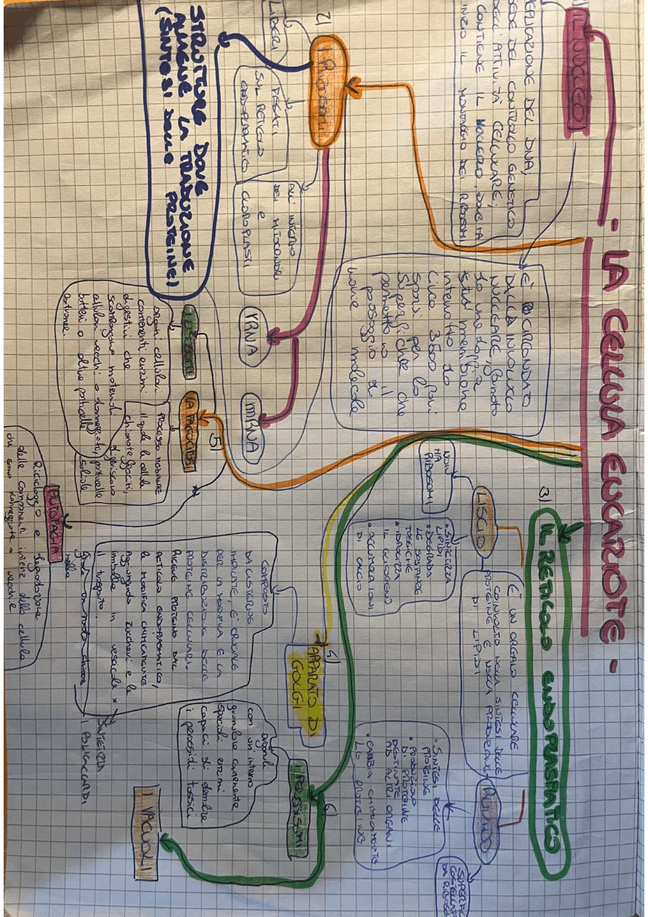 La cellula Eucariote e tutti i suoi componenti | Schemi e mappe ...