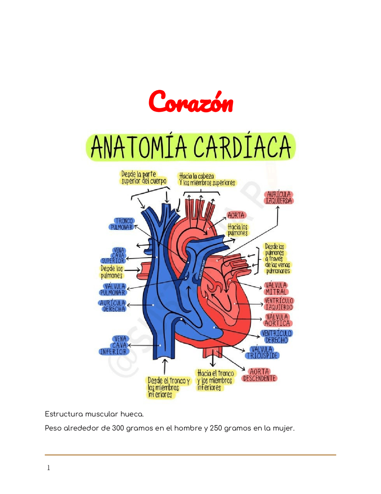 Anatomía del Corazón: Partes, Vasos y Nervios | Resúmenes de Anatomía ...