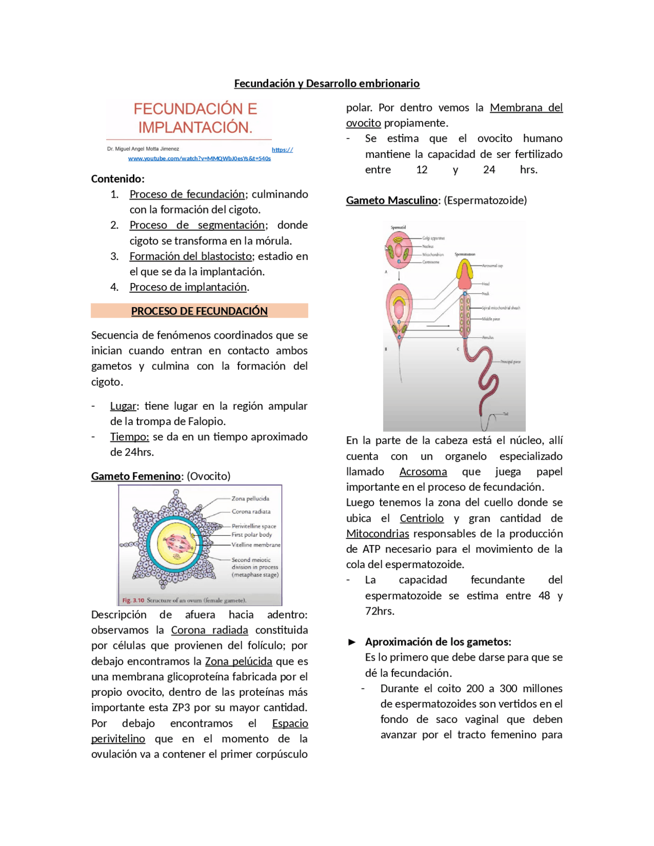Proceso de Fecundación y Desarrollo Embriárgico: Desde el Cigoto a la ...
