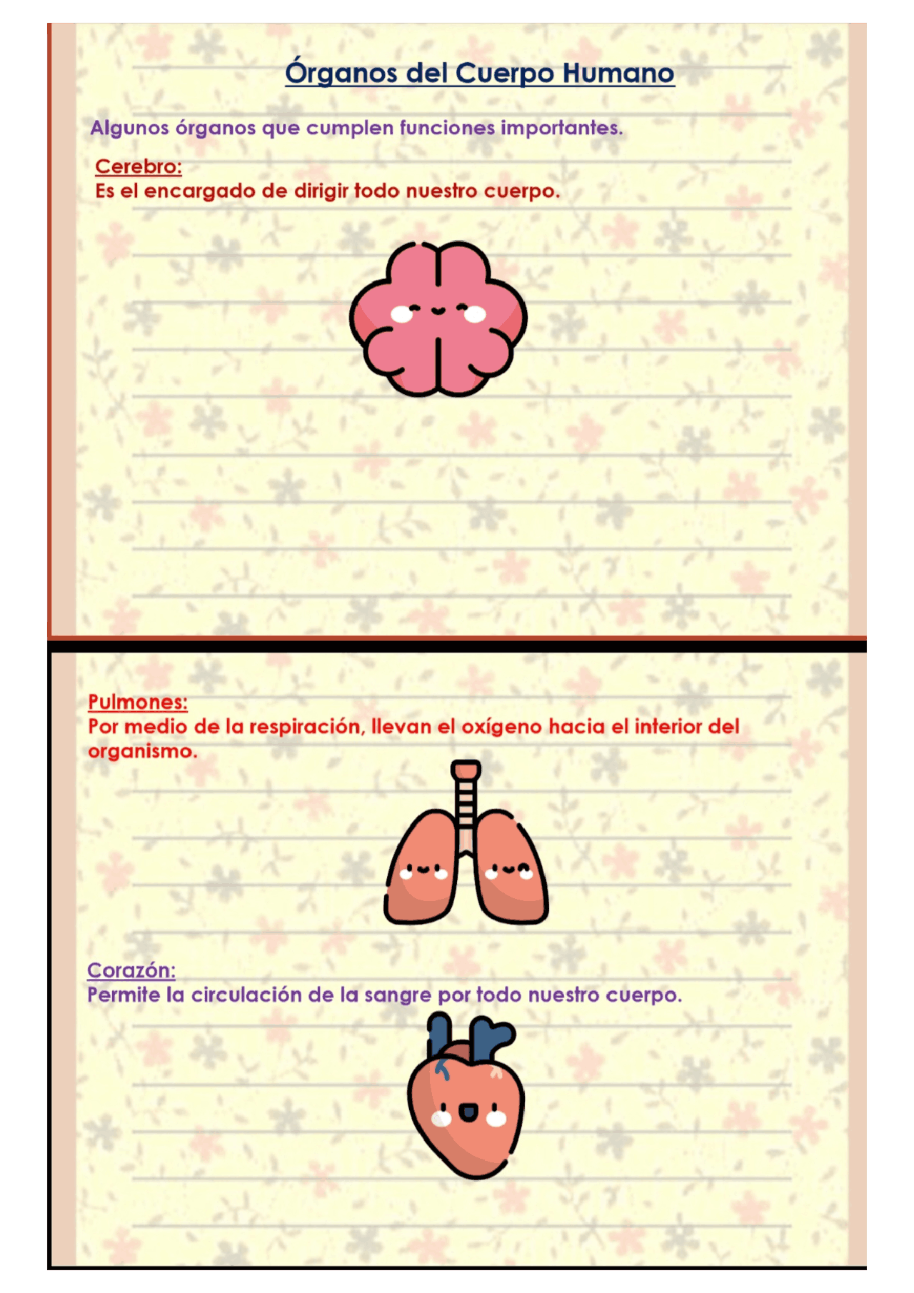 Organos del cuerpo humano | Diapositivas de Humanidades y Ciencias ...