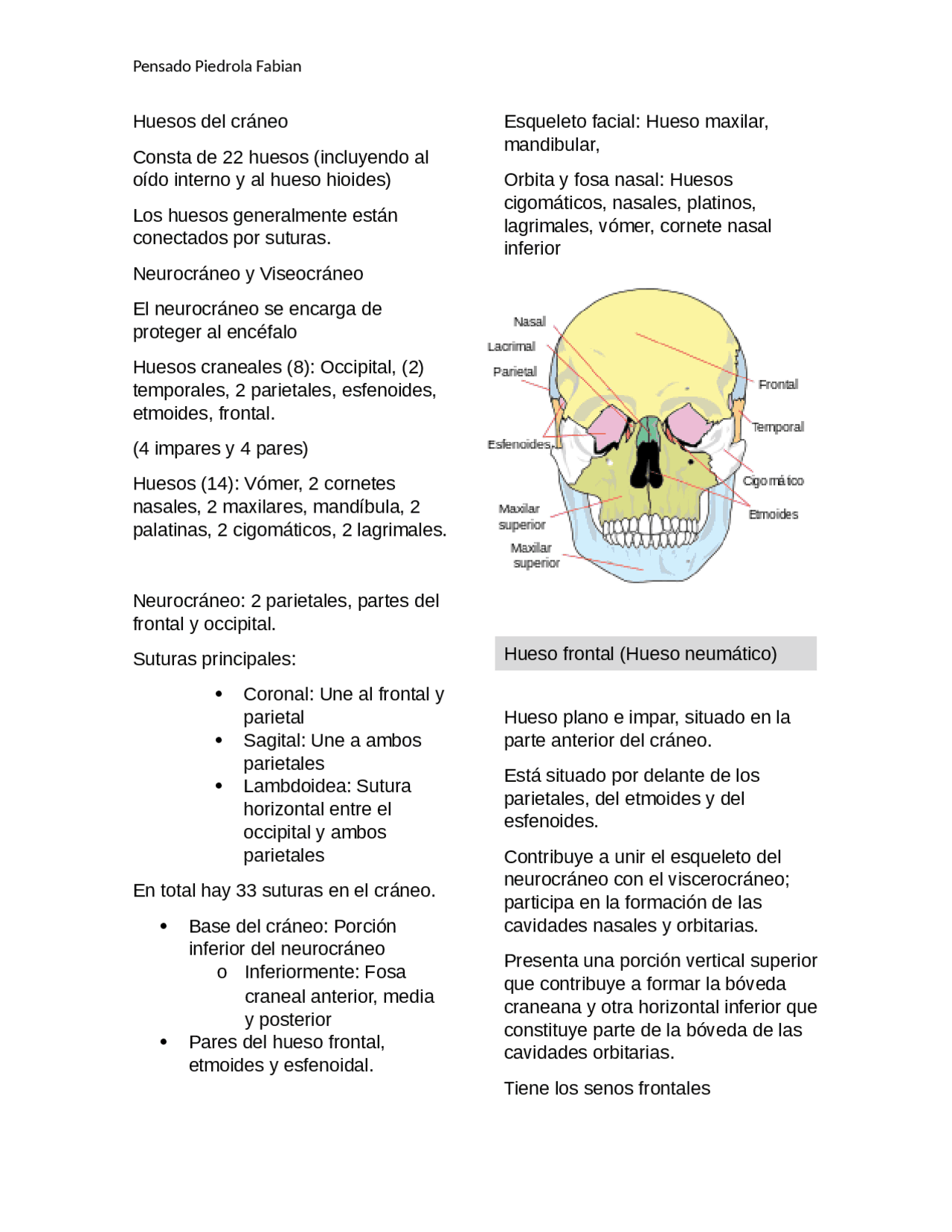 Anatomía del Cráneo: Suturas y Esqueletos - Prof. Carrillo | Resúmenes ...