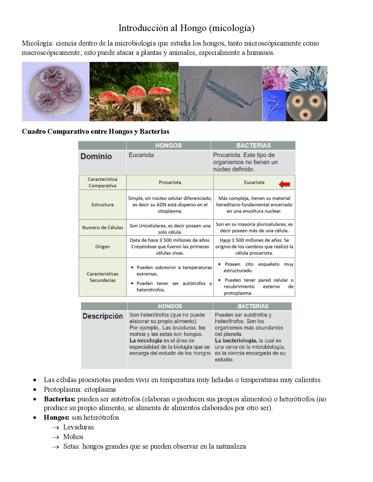 Comparativo Hongos y Bacterias: Características, Organismos ...