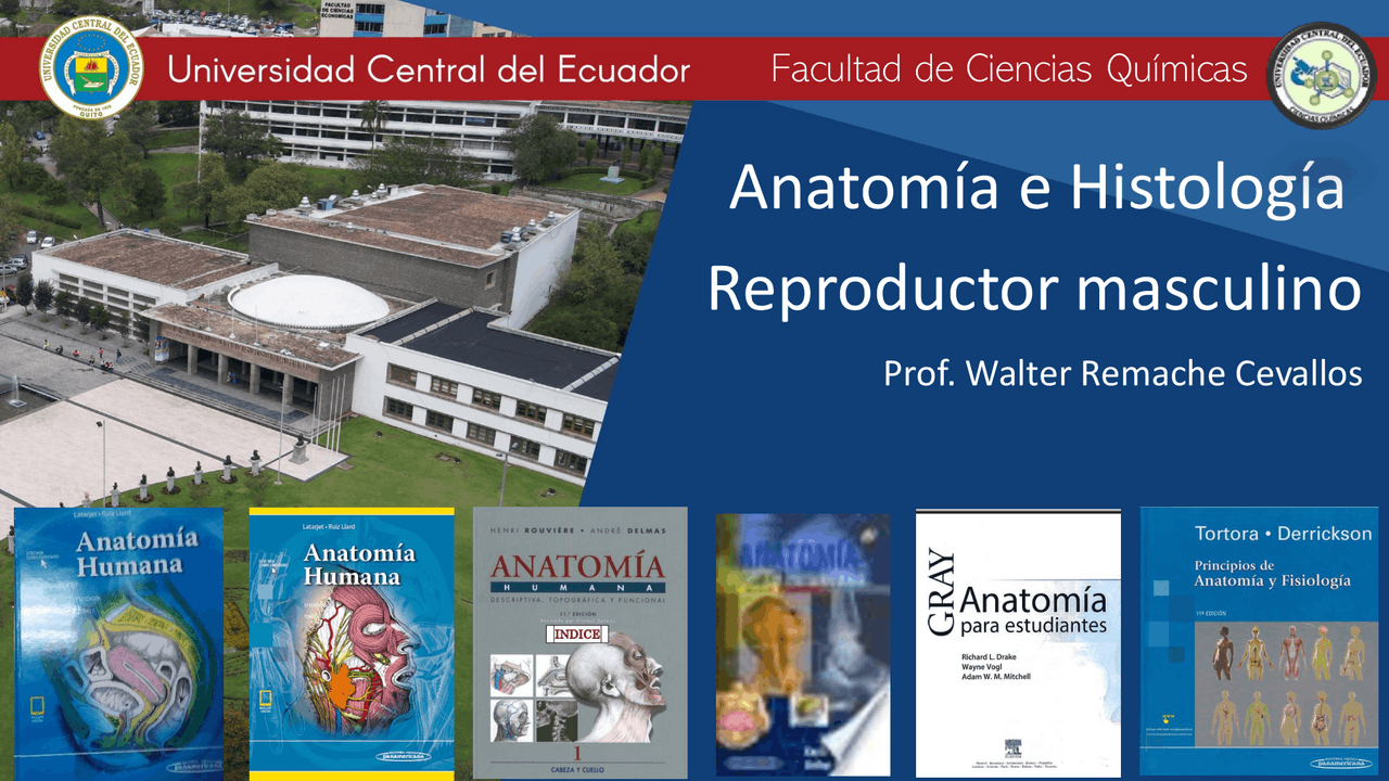 Anatomía del Sistema Reproductivo Masculino: Testículos, Epididimo y ...
