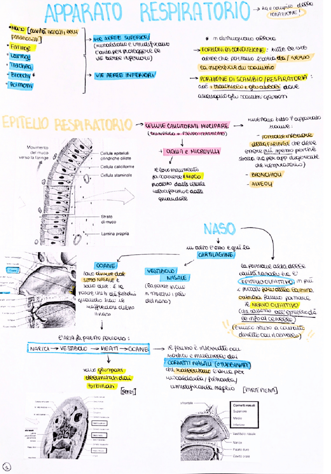apparato respiratorio | Schemi e mappe concettuali di Anatomia | Docsity