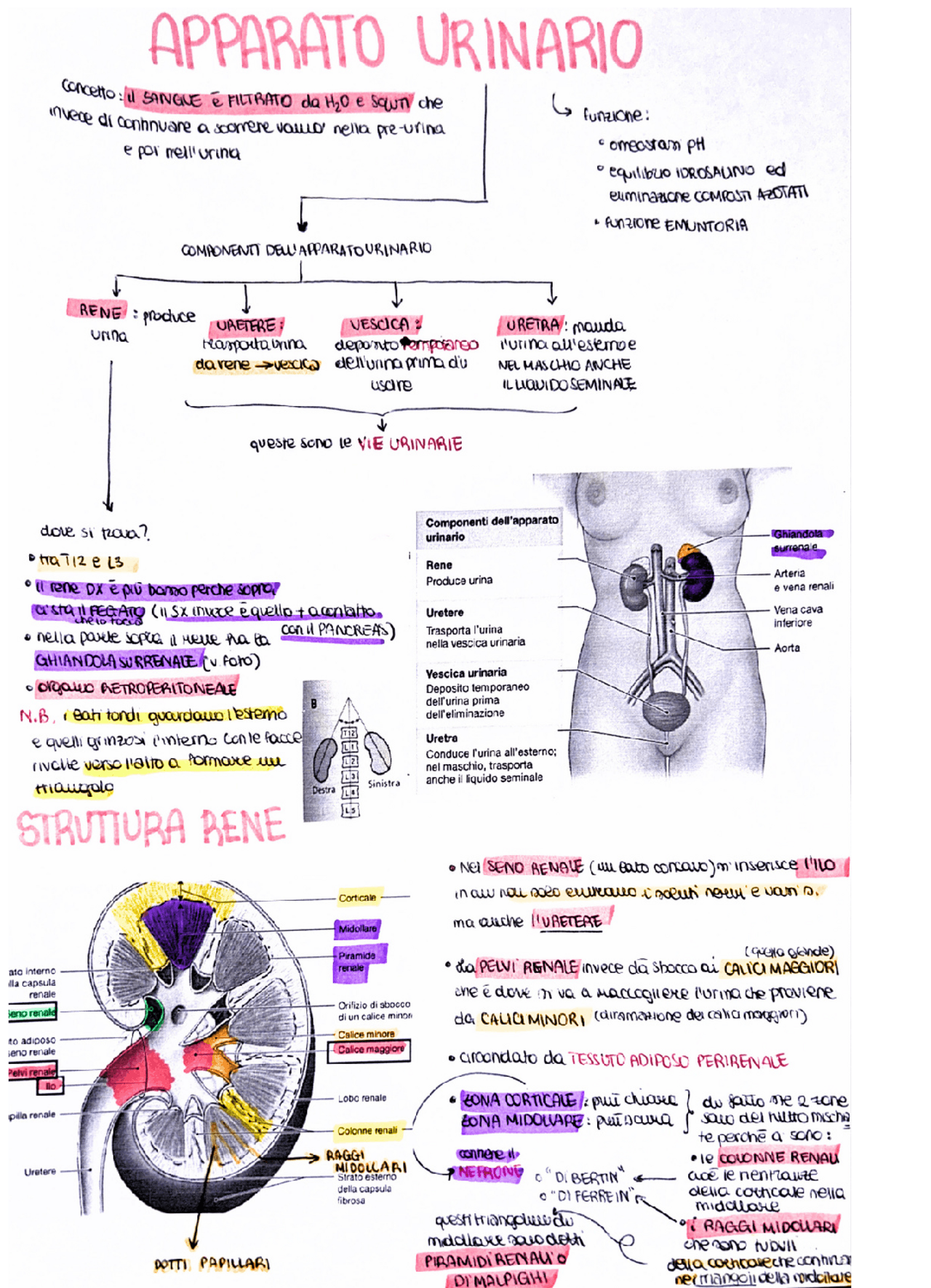 sistema urinario/ apparato renale | Schemi e mappe concettuali di ...