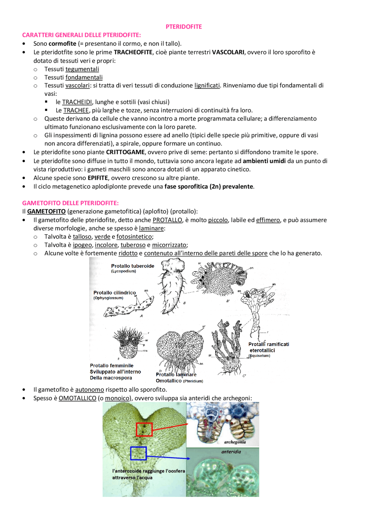 Ciclo Vitale Delle Pteridofite