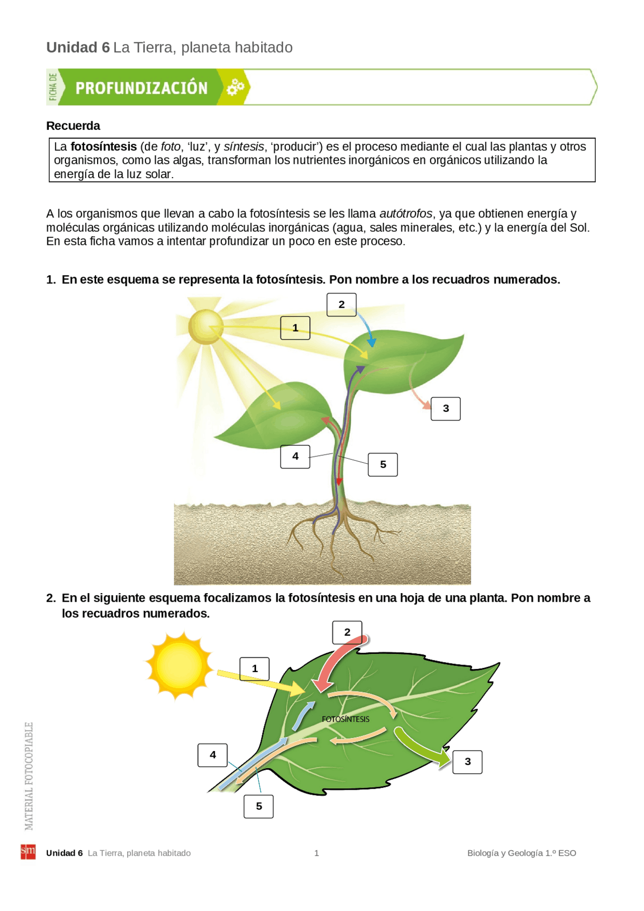 ficha fotosíntesis ejercicios | Ejercicios de Biología | Docsity