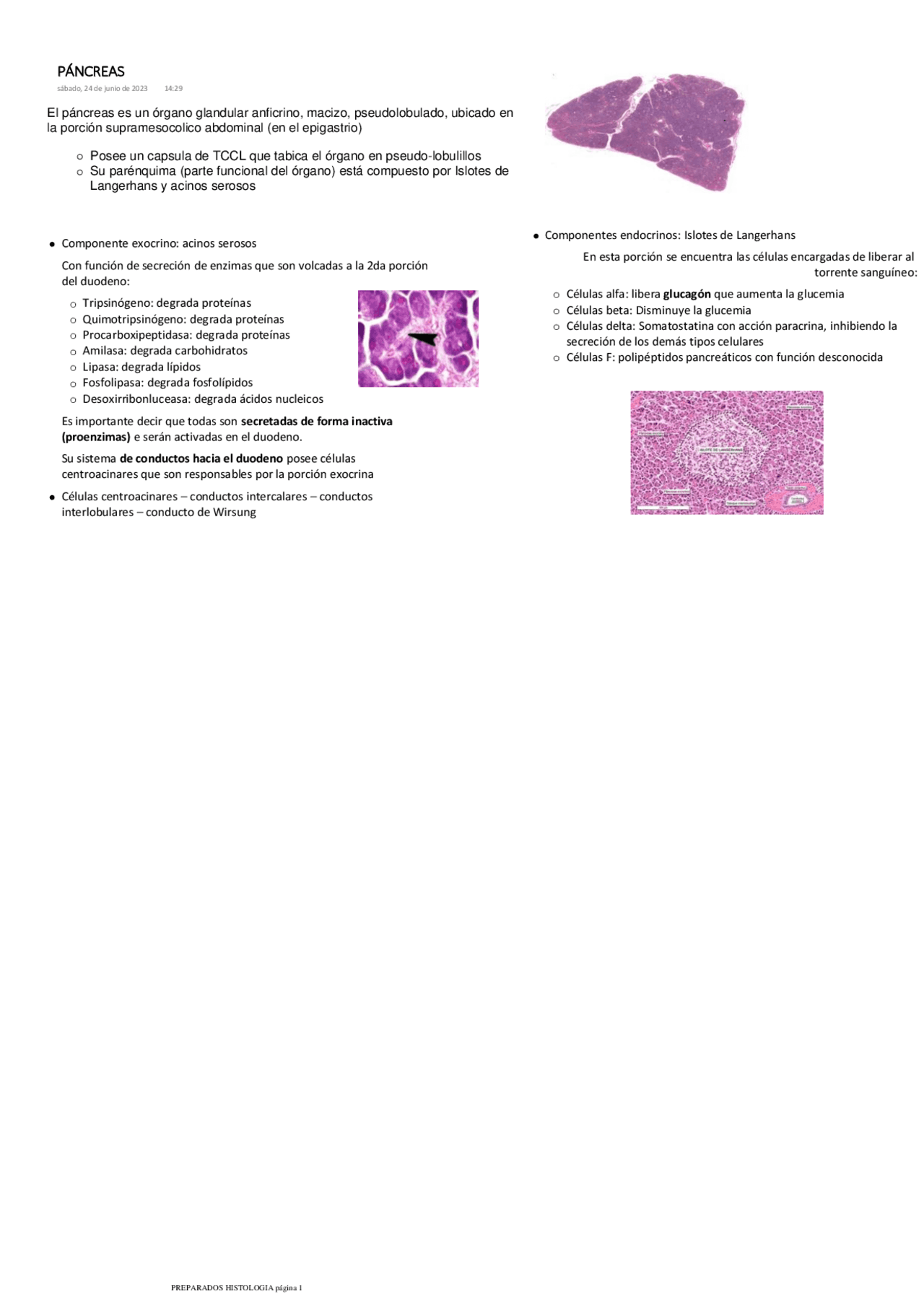 Histología Del Páncreas Células Alfa