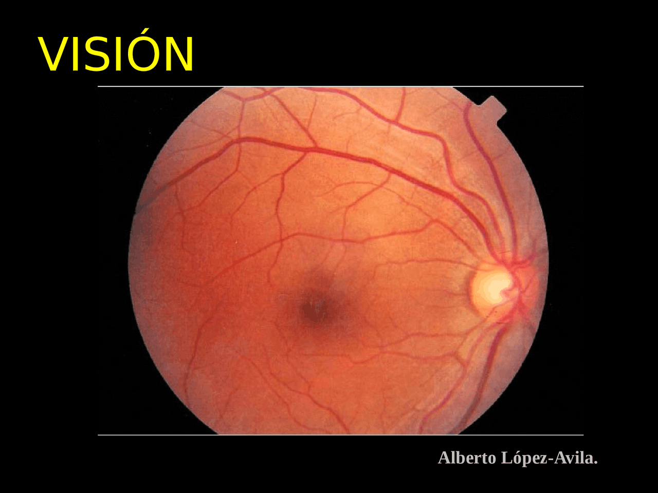 Anatomía y Funcionamiento de la Visión: Desde el Ojo hasta el Cerebro ...
