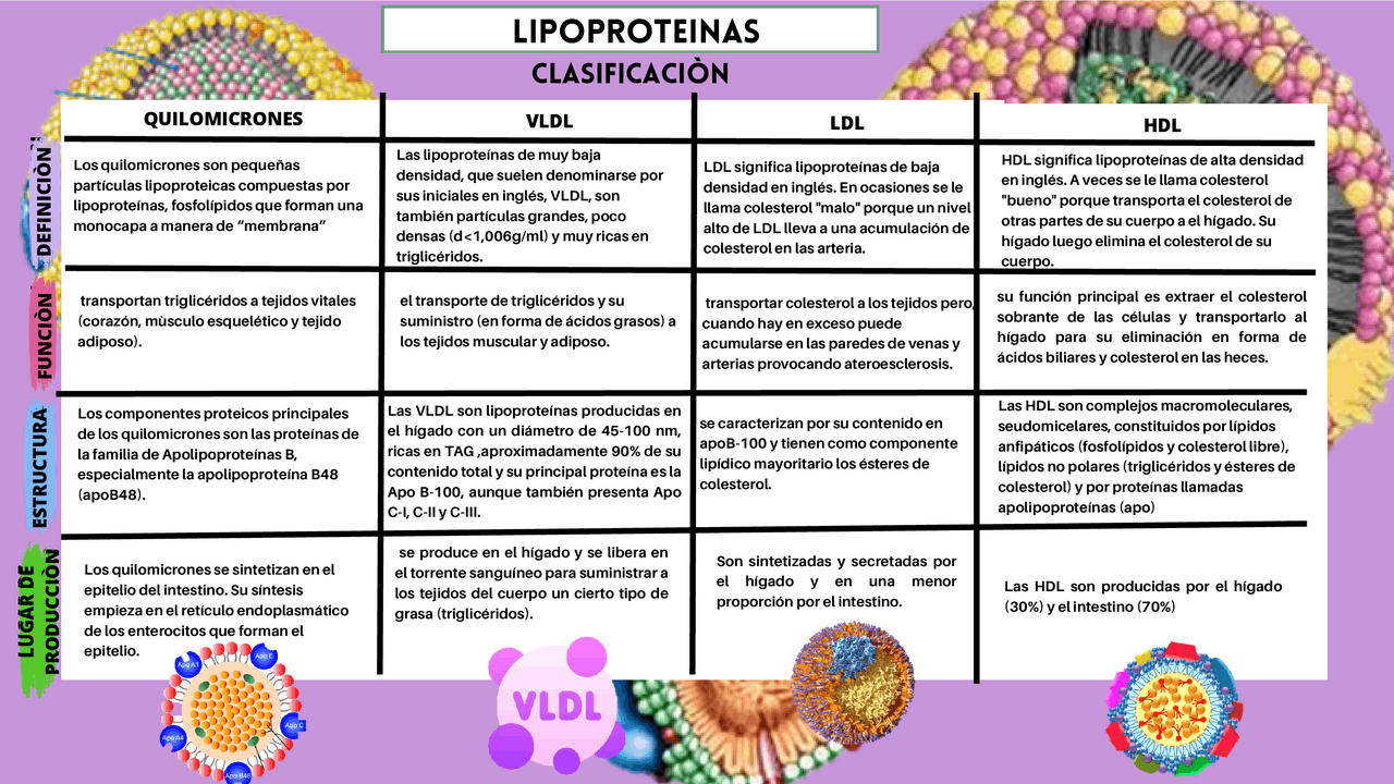 Clasificación de lipoproteínas | Esquemas y mapas conceptuales de ...