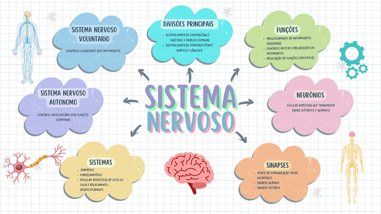 Mapa Conceitual Do Sistema Nervoso Sistema Nervoso: órgãos,