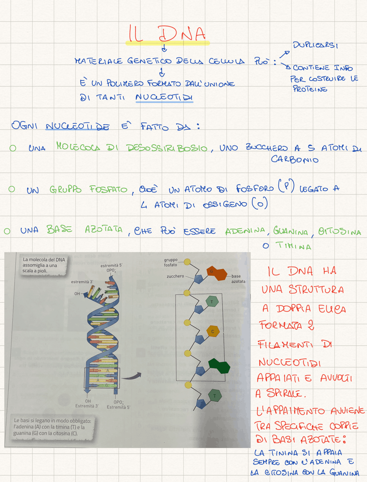 Il DNA, la duplicazione ed RNA | Schemi e mappe concettuali di Biologia ...