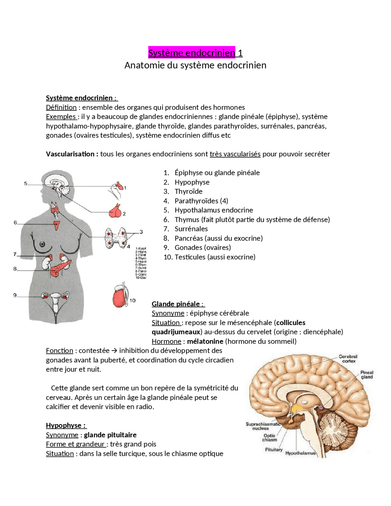 Anatomie et Fonction du Système Endocrinien : Glandes et Hormones ...