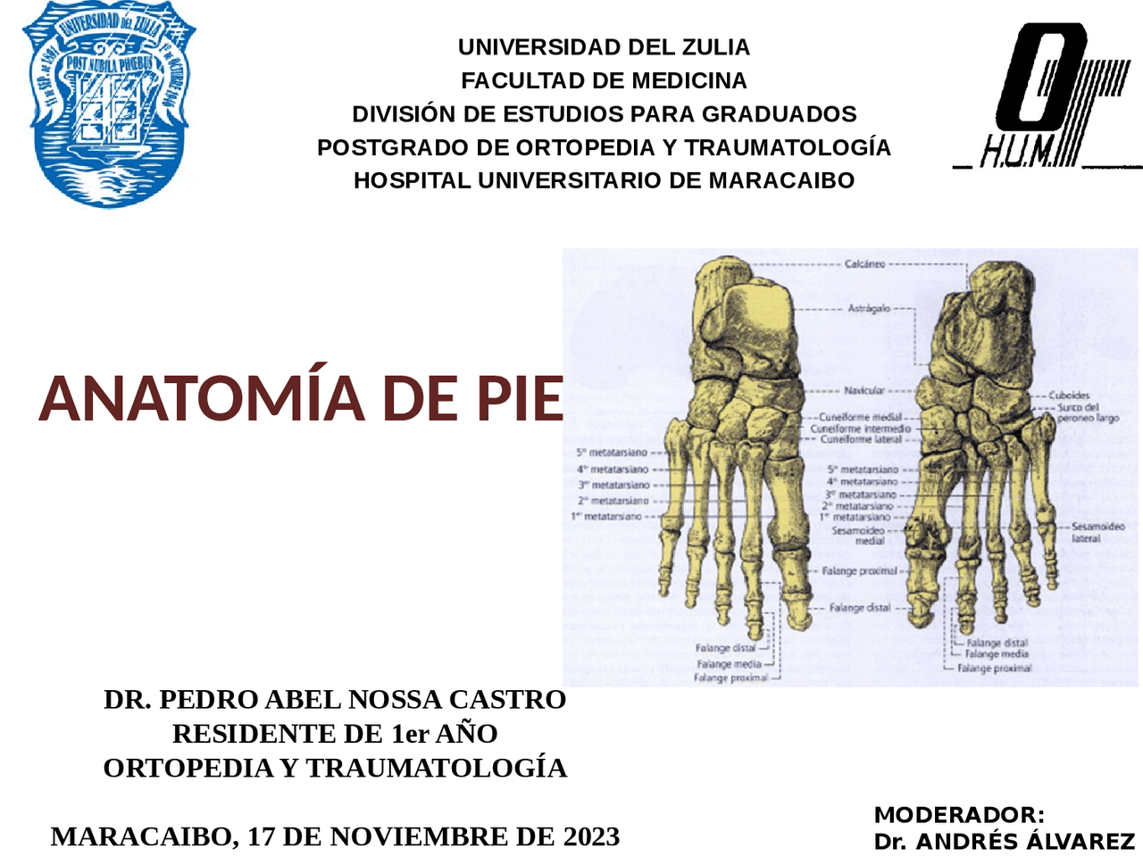 Anatomía Del Pie Ppt La Anatomía Del Pie Humano Es: Vector De Stock
