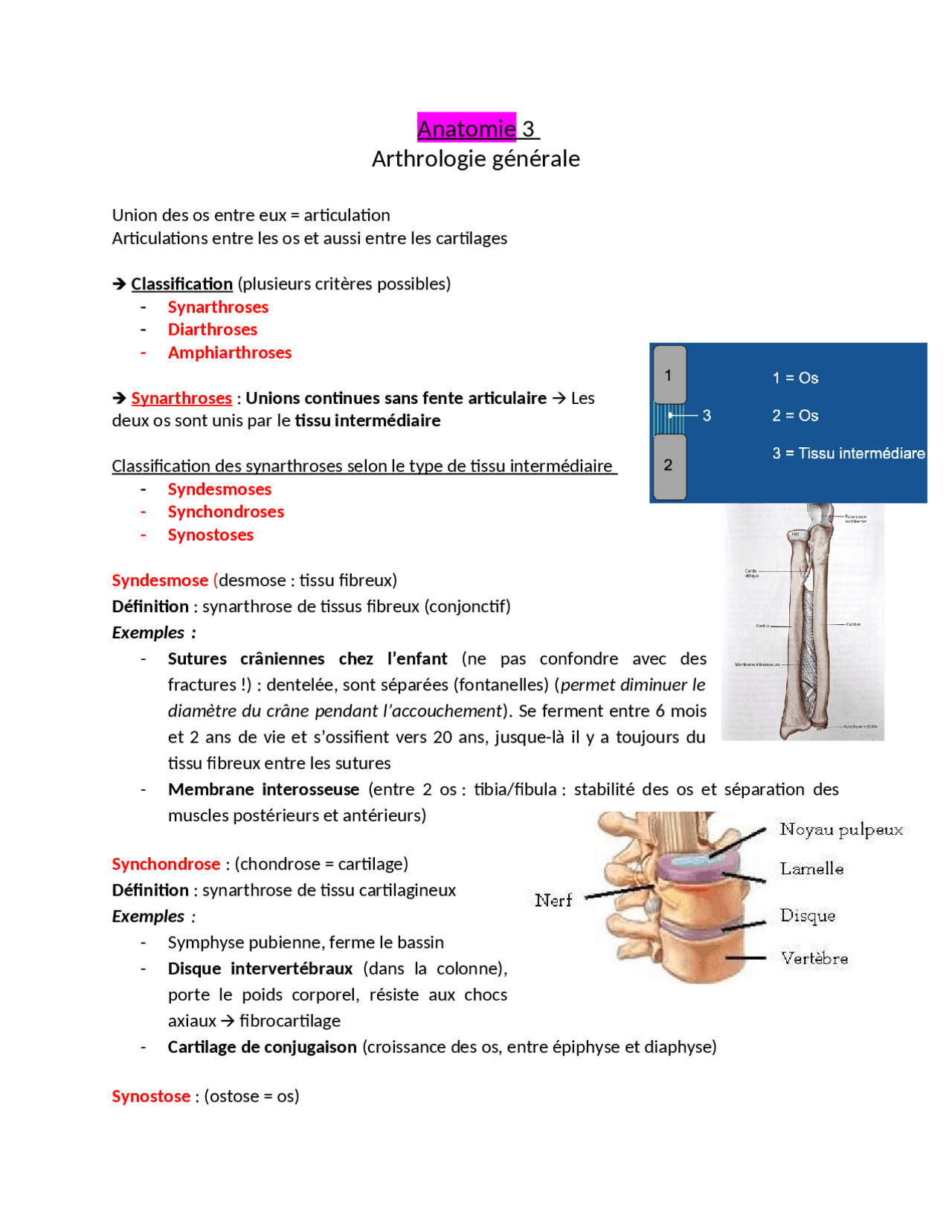 Anatomie des articulations : synarthroses, diarthroses et ...