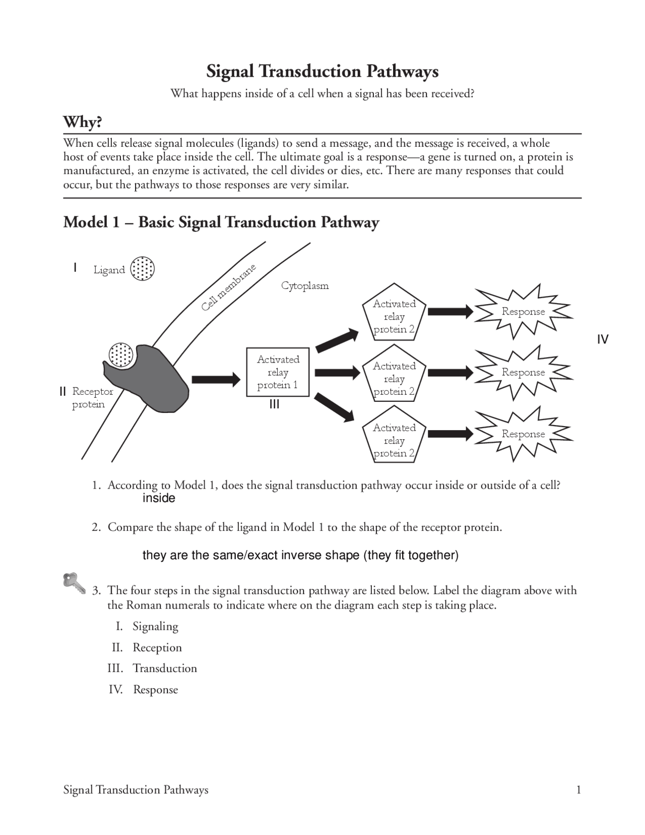Understanding Signal Transduction Pathways in Cells | Exercises Biology ...