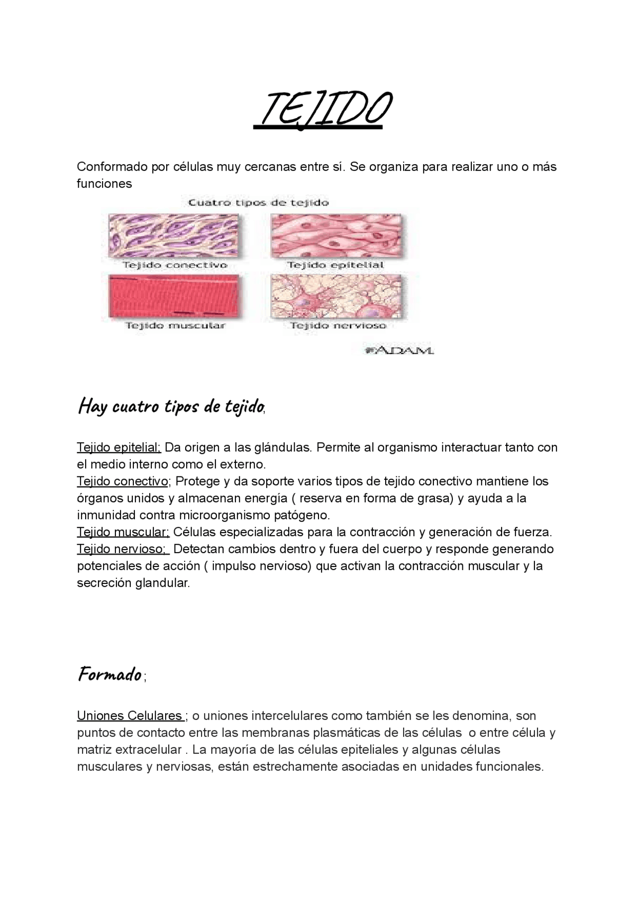 Anatomía Básica: Tipos de Tejidos y Uniones Celulares | Resúmenes de Anatomía | Docsity