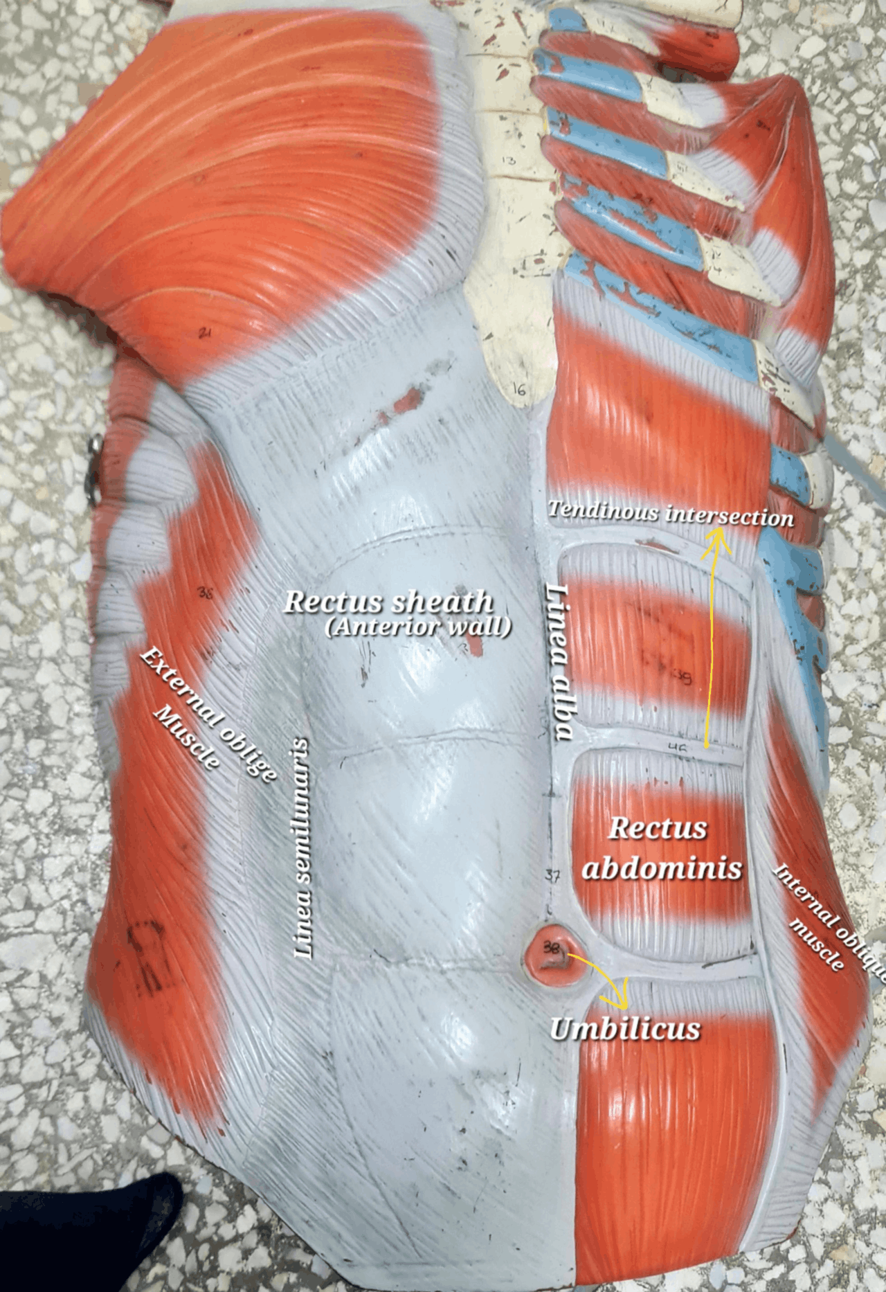 ANTERIOR ABDOMEN WALL MODEL LABELLED | Summaries Anatomy | Docsity