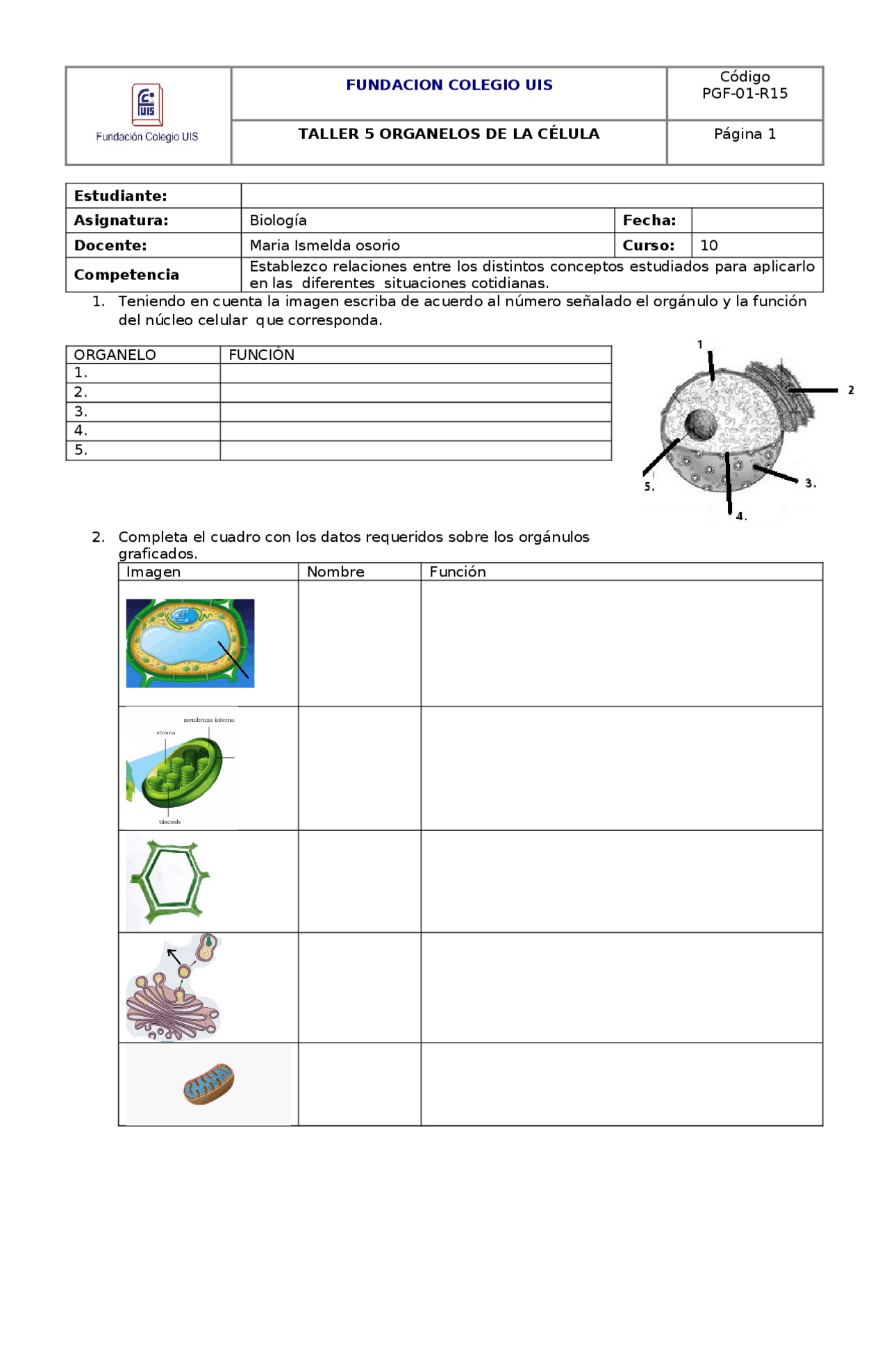 TALLER DE ORGANELOS CON LA FUNCION | Apuntes de Biología | Docsity