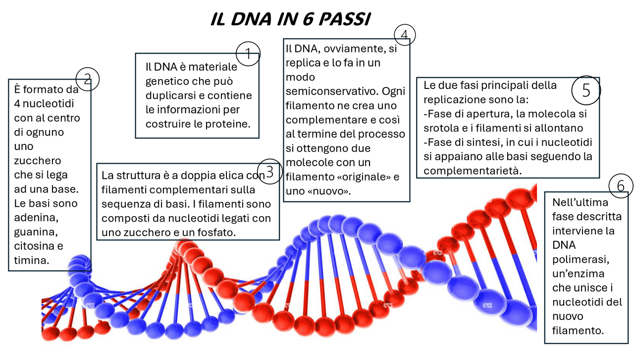 Schema DNA per aiutarsi nelle esposizioni orali | Schemi e mappe ...